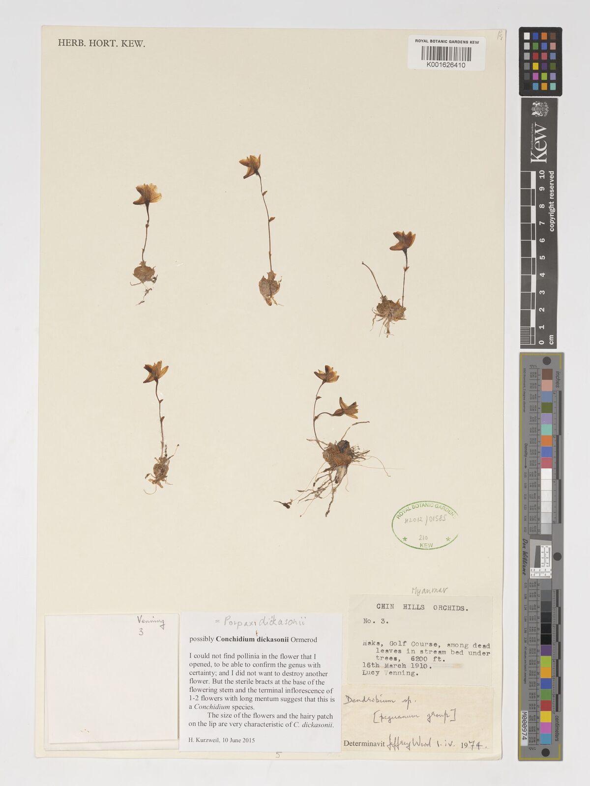 Porpax dickasonii (Ormerod) Schuit., Y.P.Ng & H.A.Pedersen | Plants of ...