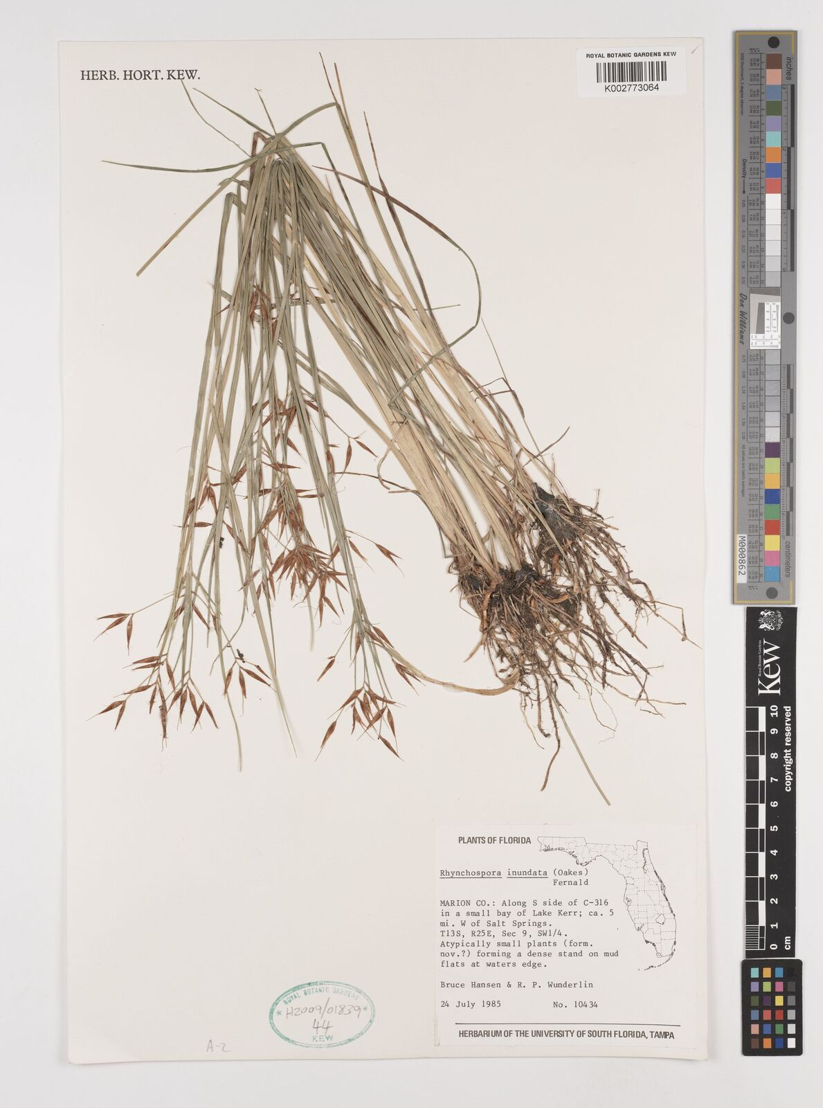Rhynchospora inundata (Oakes) Fernald | Plants of the World Online ...
