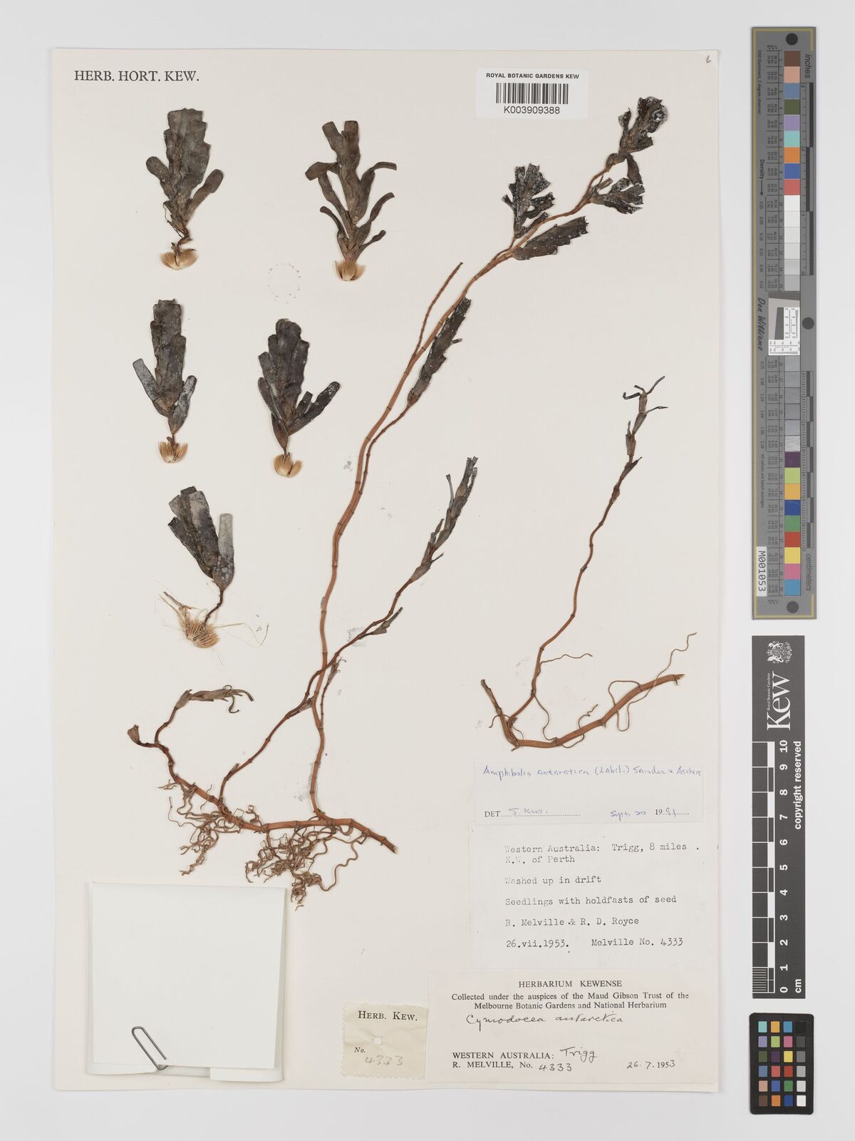 Cymodocea K.D.Koenig | Plants of the World Online | Kew Science