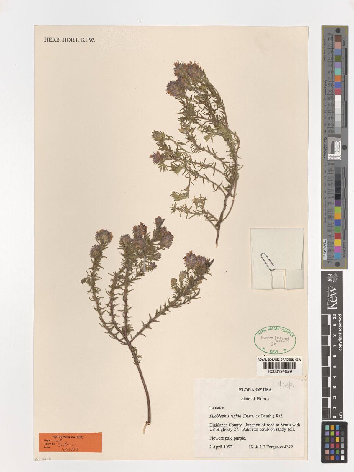 Piloblephis rigida (W.Bartram ex Benth.) Raf. | Plants of the World ...