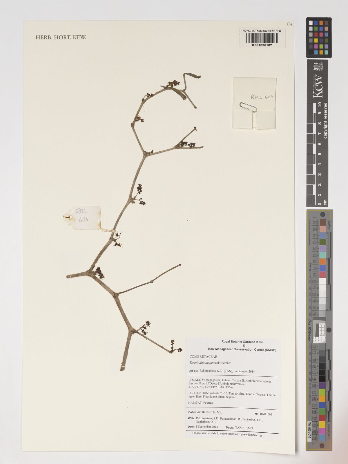 Terminalia disjuncta H.Perrier | Plants of the World Online | Kew Science