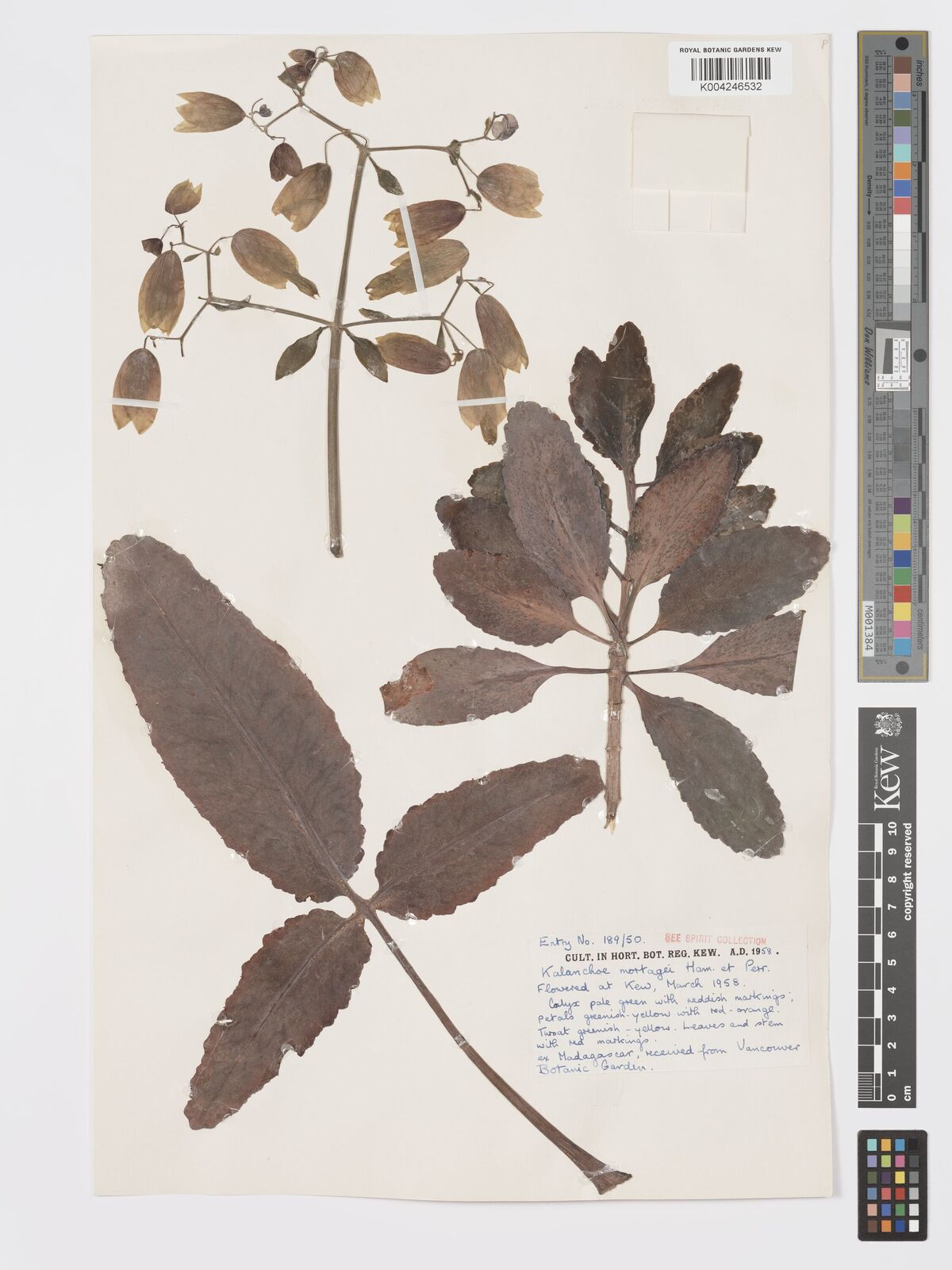 Kalanchoe mortagei Raym.-Hamet & H.Perrier | Plants of the World Online ...