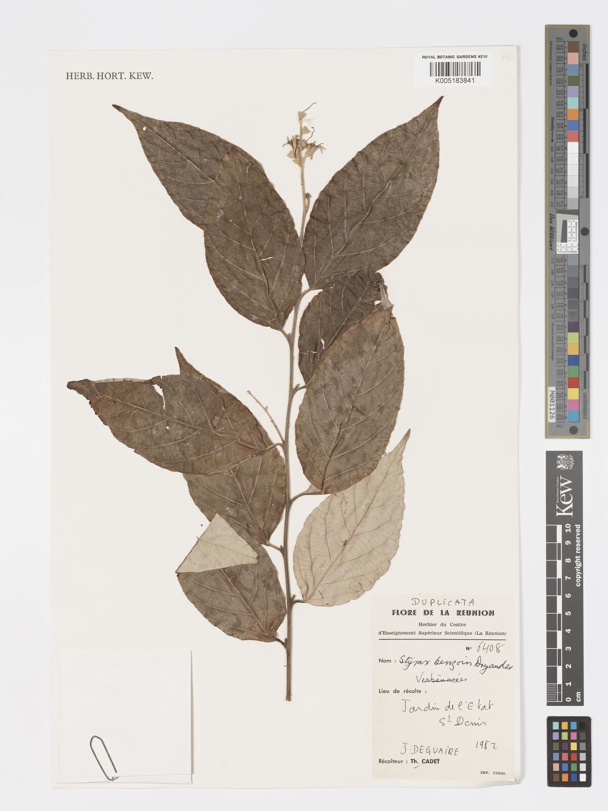 Styrax benzoin Dryand. | Plants of the World Online | Kew Science