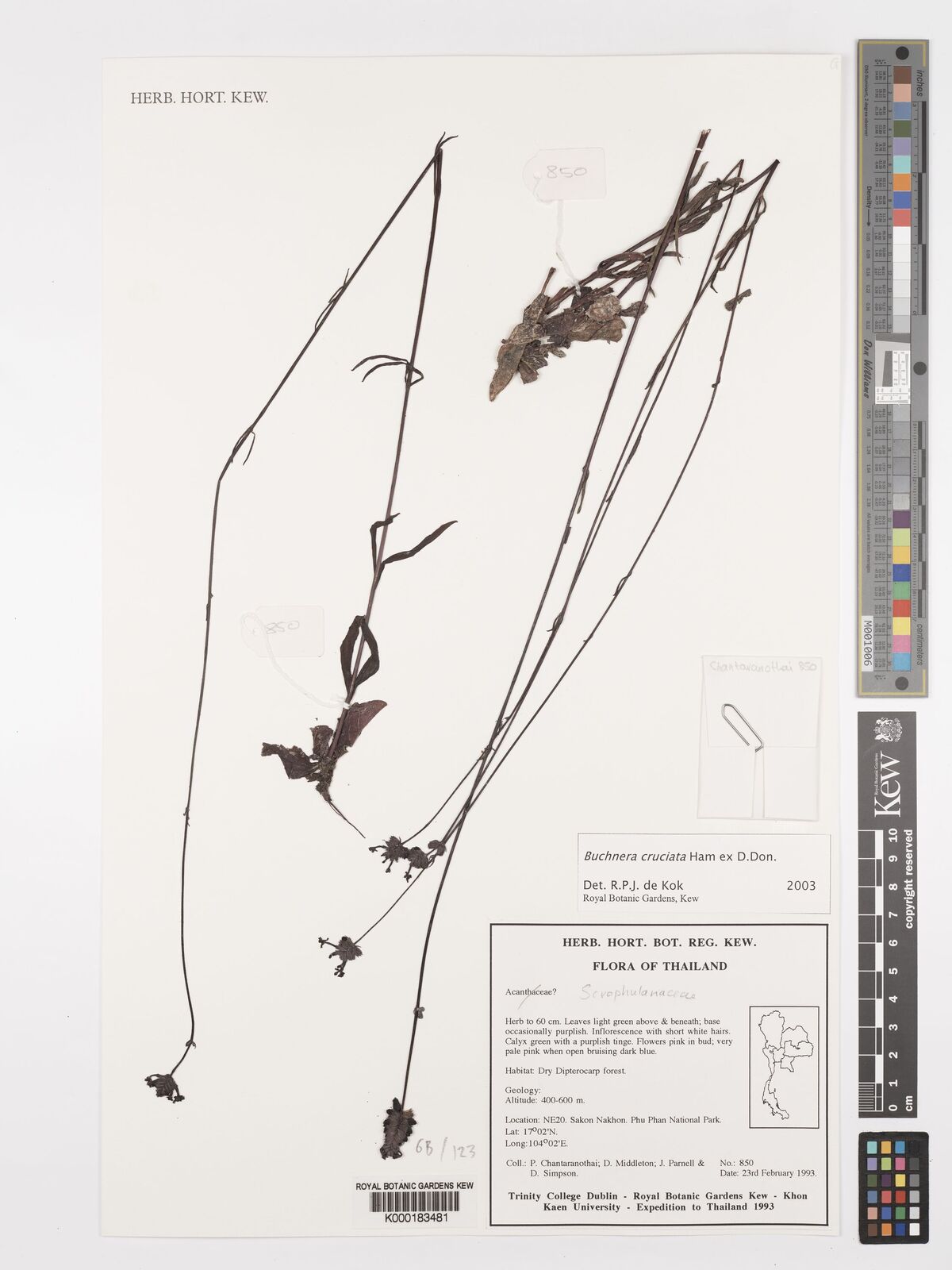 Buchnera cruciata Buch.-Ham. ex D.Don | Plants of the World Online ...