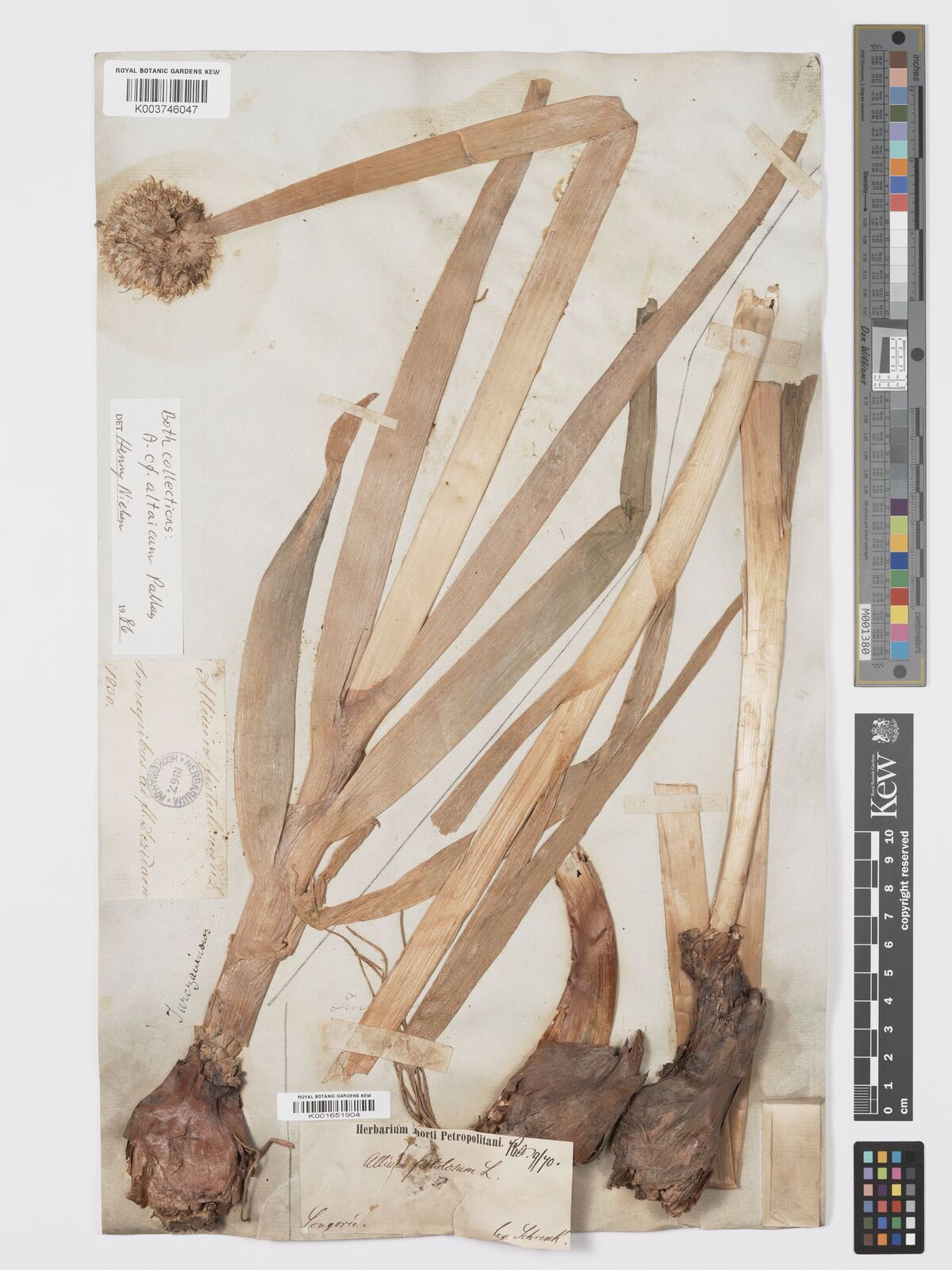 Allium altaicum Pall. | Plants of the World Online | Kew Science