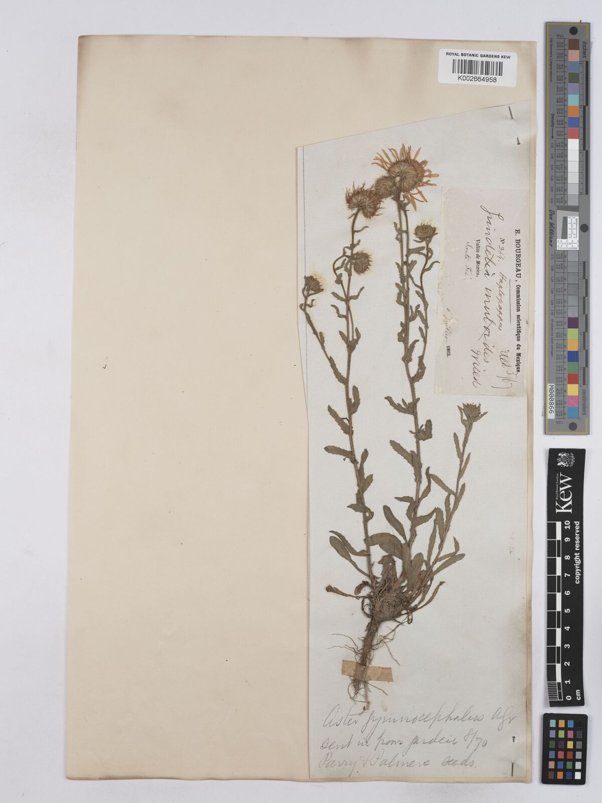 Xanthisma gymnocephalum (DC.) D.R.Morgan & R.L.Hartm. | Plants of the ...