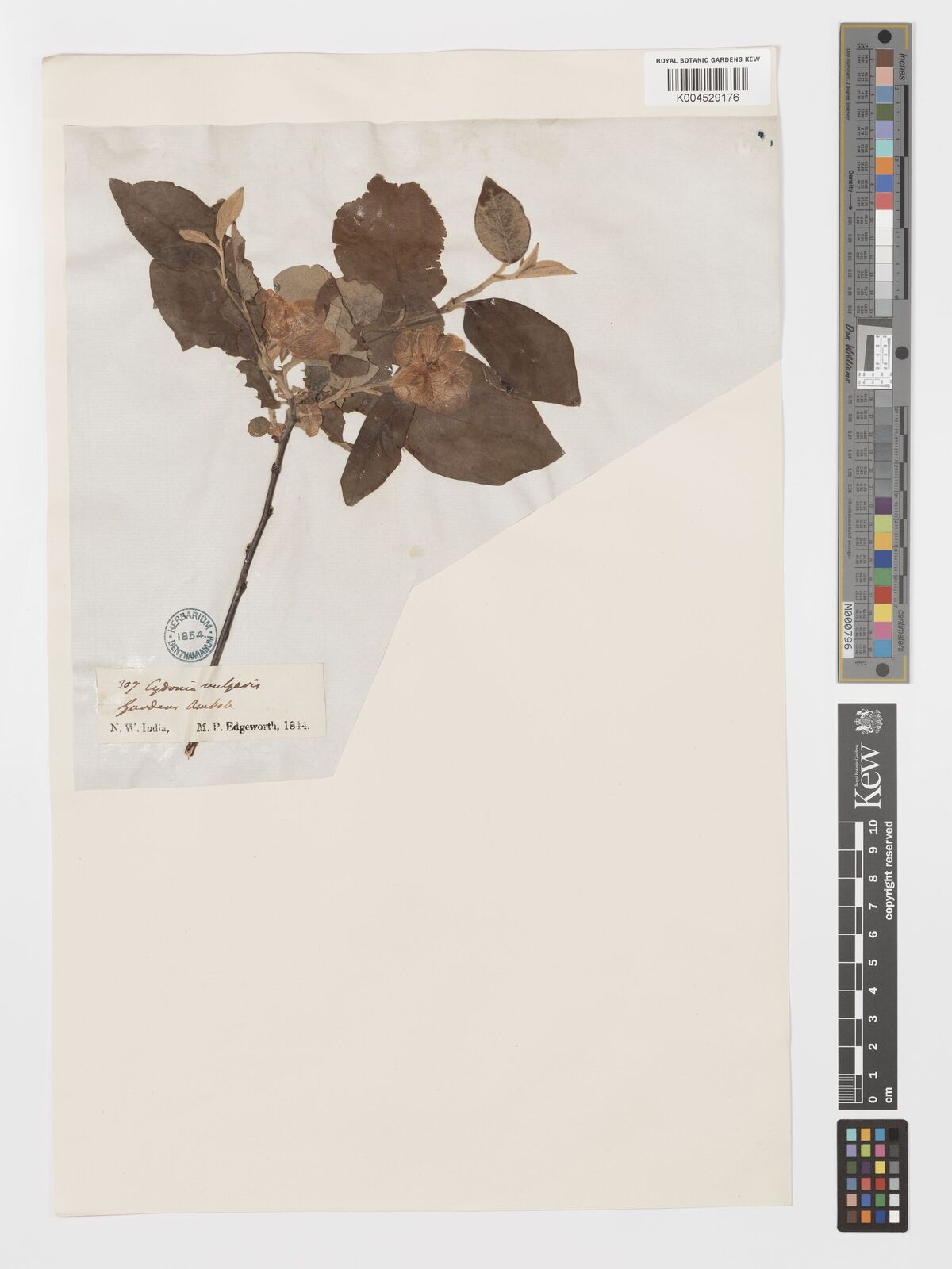 Malus indica (Wall.) B.B.Liu | Plants of the World Online | Kew Science