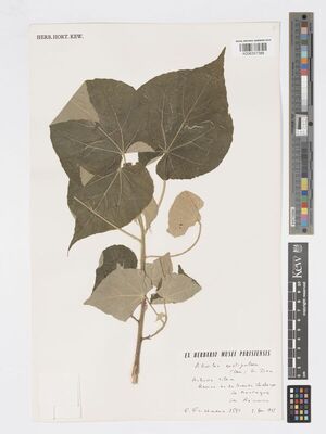 Abutilon auritum (Wall. ex Link) Sweet | Plants of the World Online ...