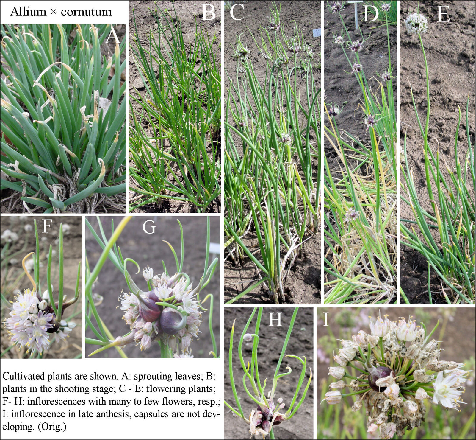 Allium × cornutum Clementi | Plants of the World Online | Kew Science