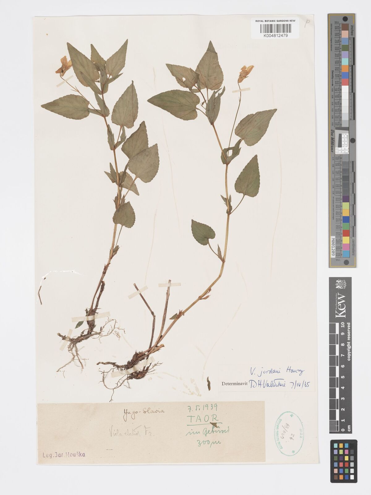 Viola jordanii Hanry | Plants of the World Online | Kew Science