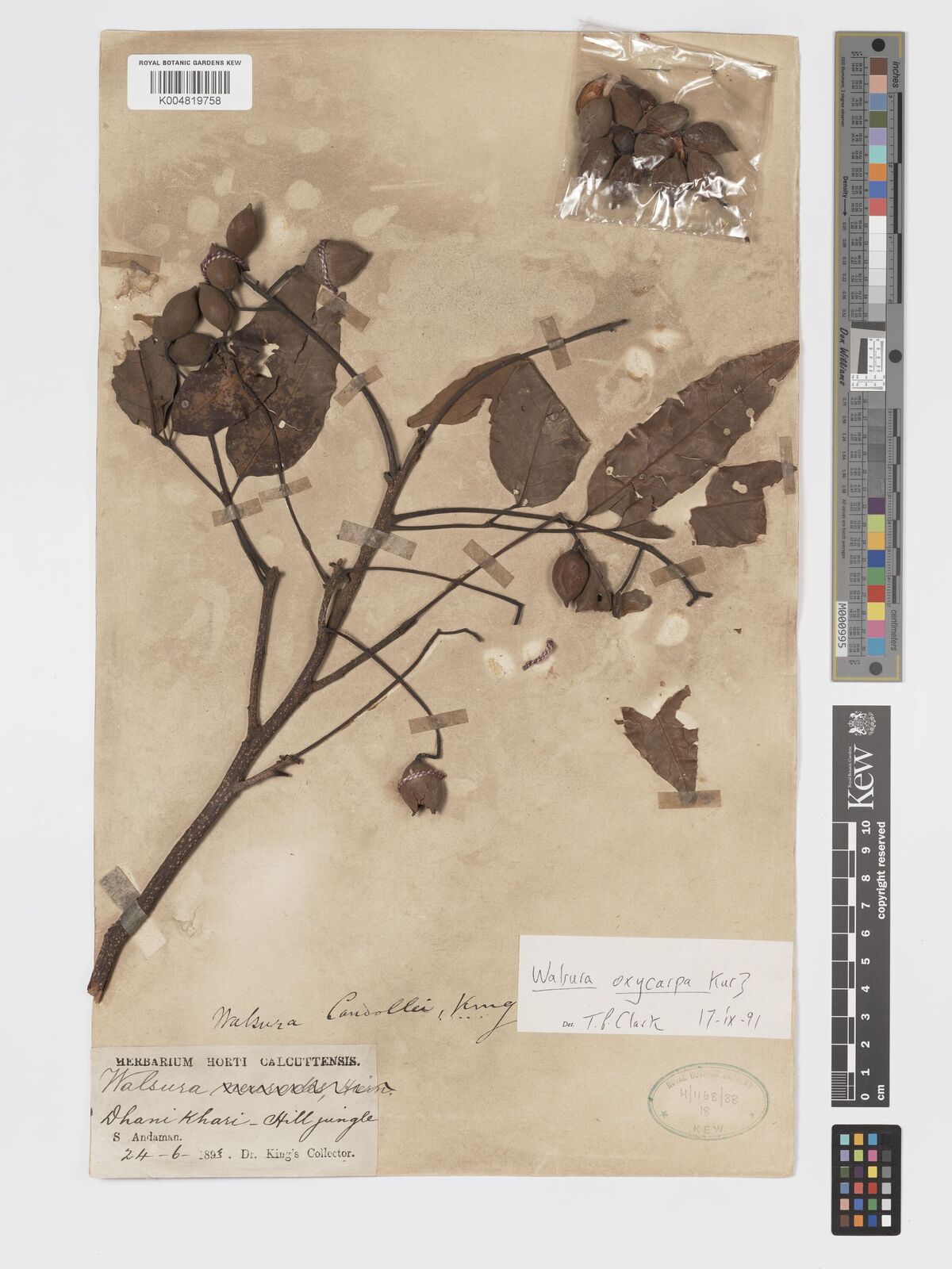 Walsura oxycarpa Kurz | Plants of the World Online | Kew Science