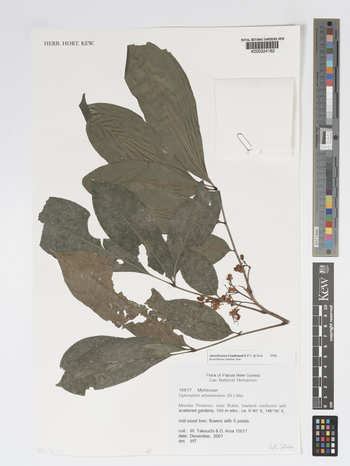 Epicharis parasitica (Osbeck) Mabb. | Plants of the World Online | Kew ...