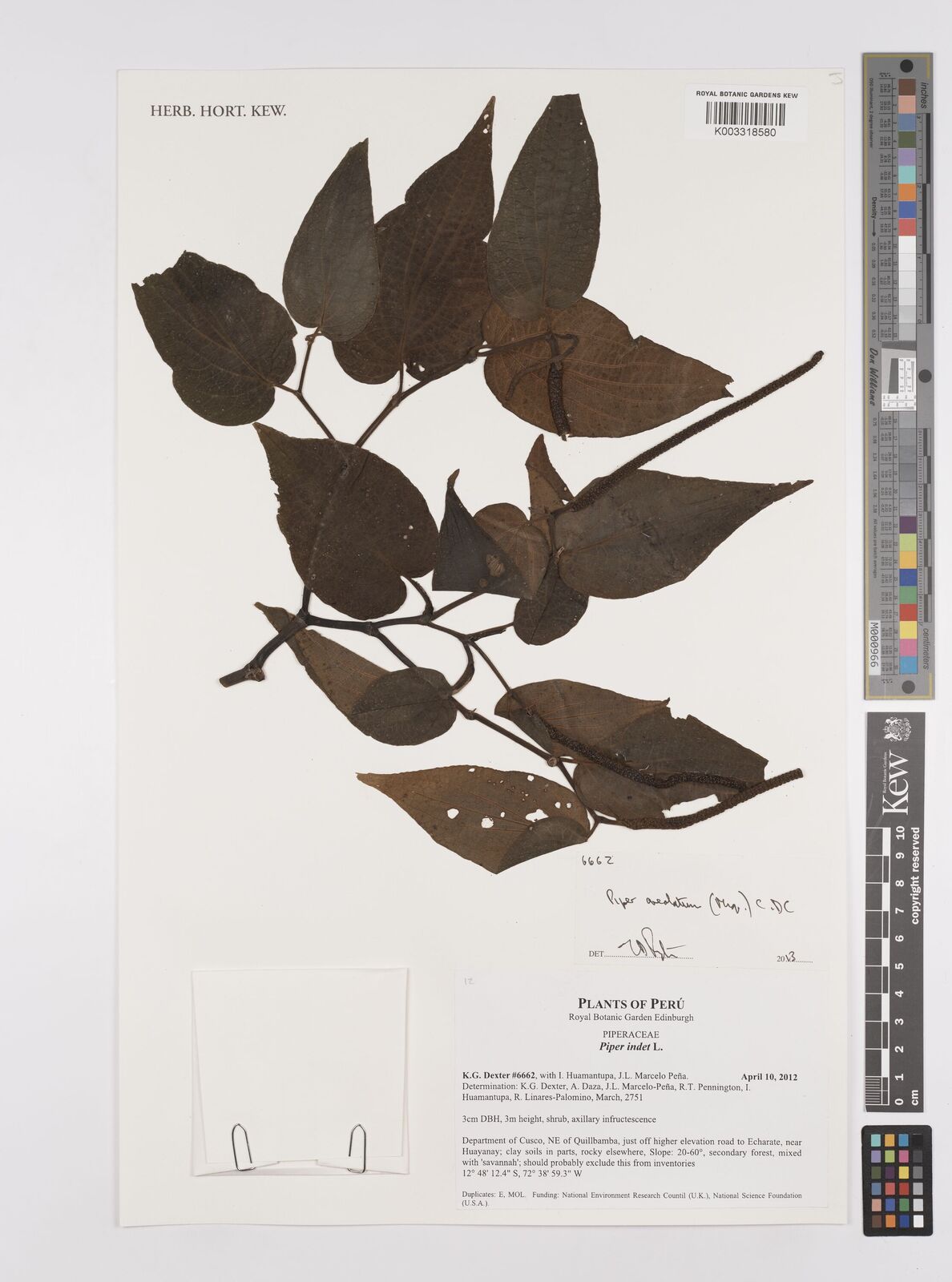 Piper areolatum (Miq.) C.DC. | Plants of the World Online | Kew Science