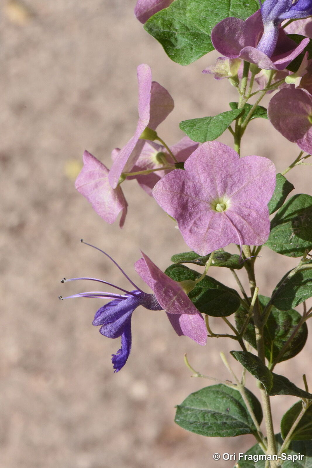 Karomia Dop | Plants of the World Online | Kew Science