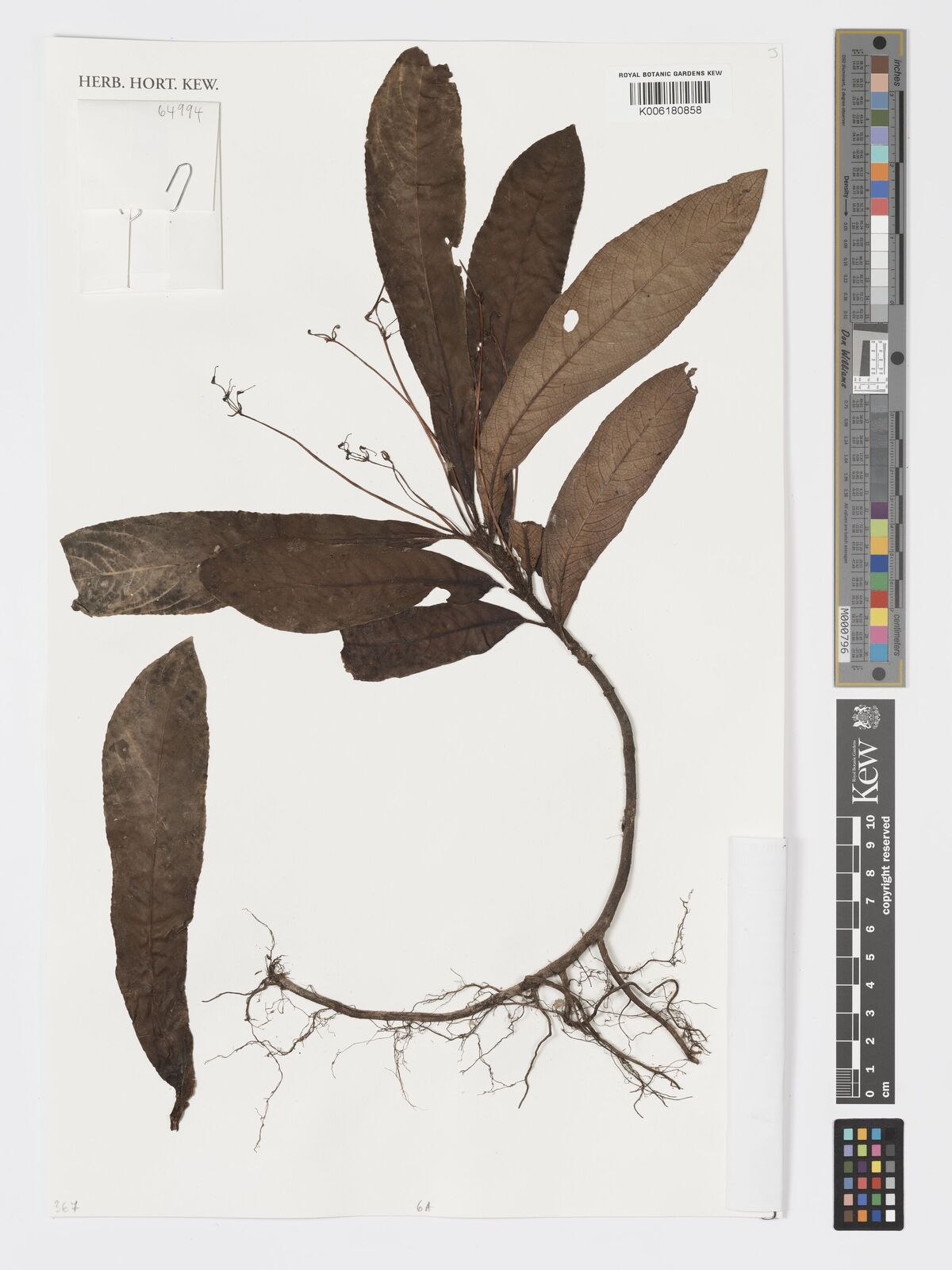 Codonoboea anthonyi (Kiew) C.L.Lim | Plants of the World Online | Kew ...