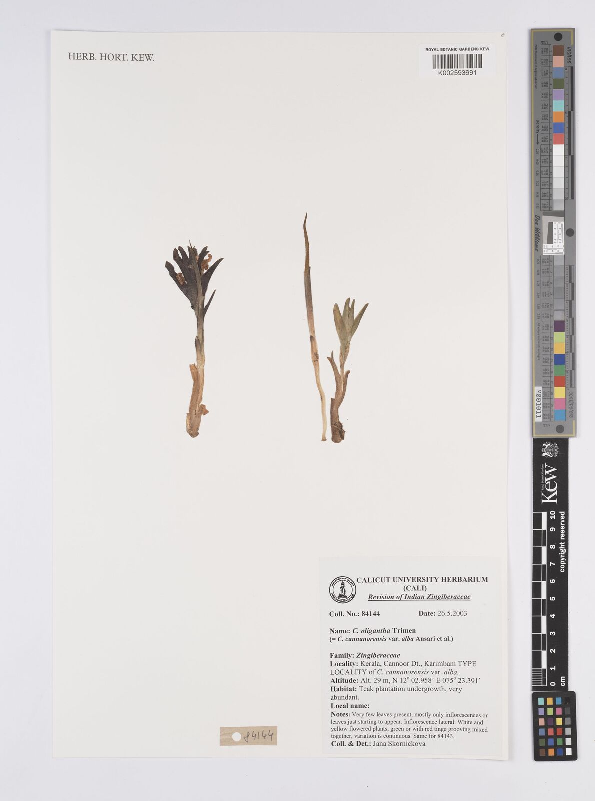 Curcuma oligantha Trimen | Plants of the World Online | Kew Science