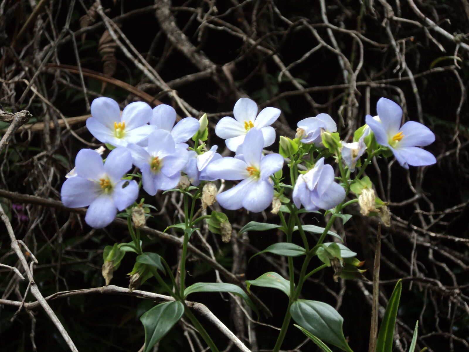 Exacum pallidum (Trimen) Klack. | Plants of the World Online | Kew Science