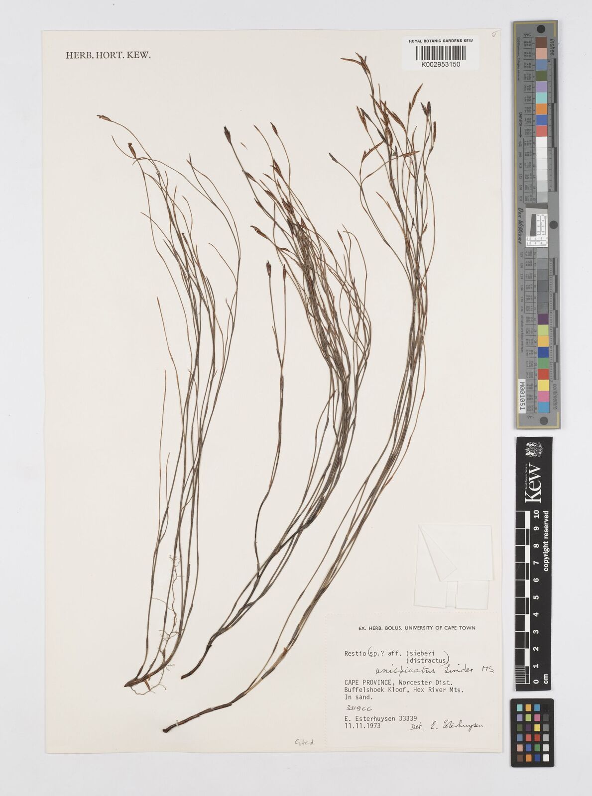 Restio unispicatus (H.P.Linder) H.P.Linder & C.R.Hardy | Plants of the ...