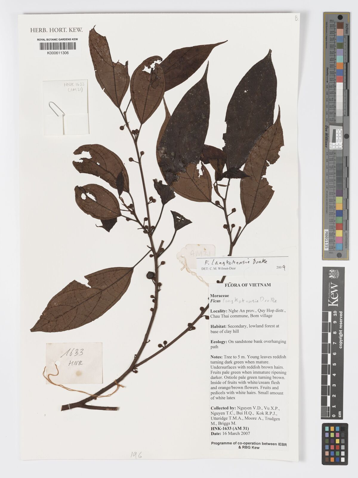 Ficus langkokensis Drake | Plants of the World Online | Kew Science