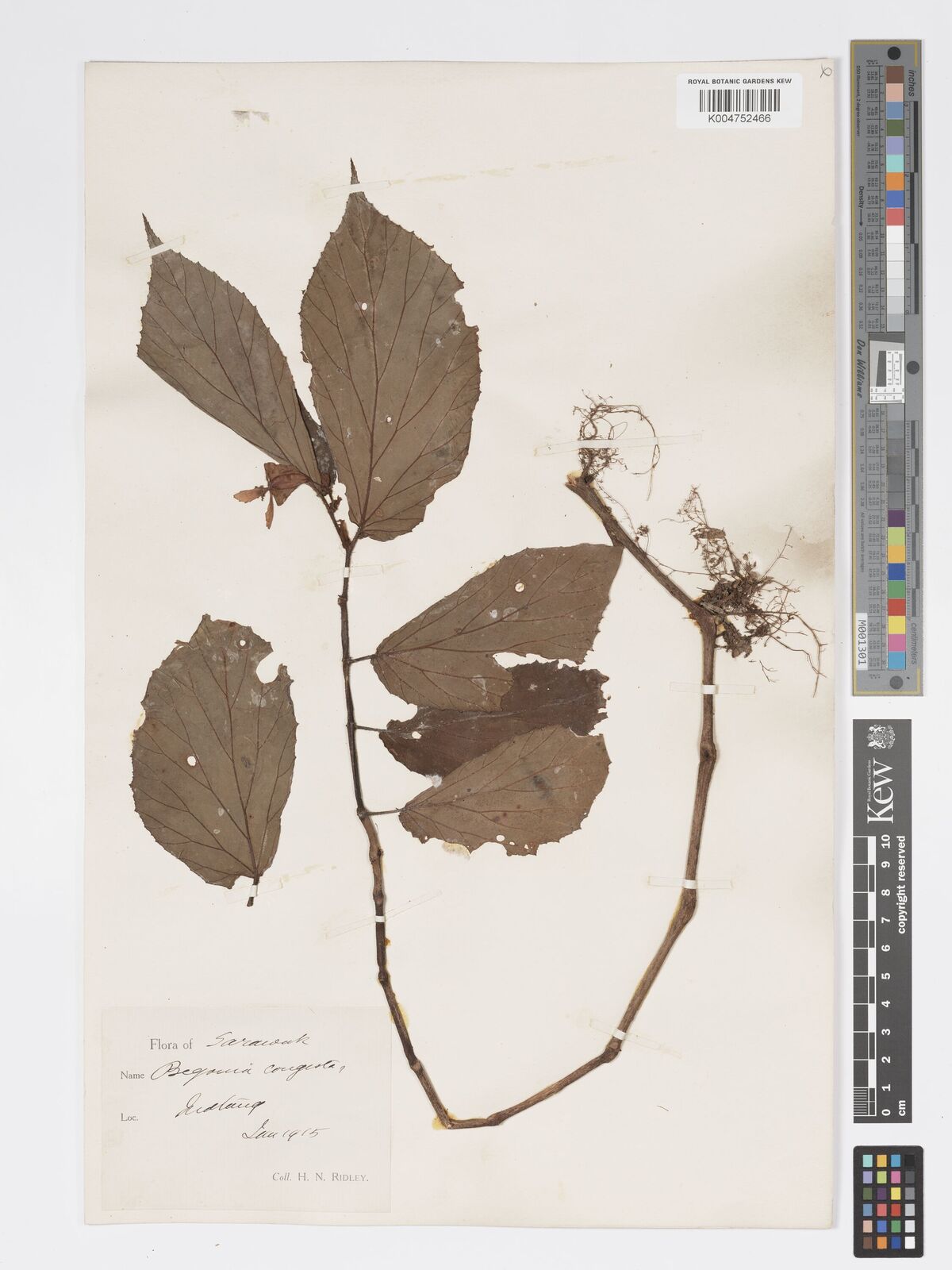 Begonia matangensis S.Julia & Kiew | Plants of the World Online | Kew ...