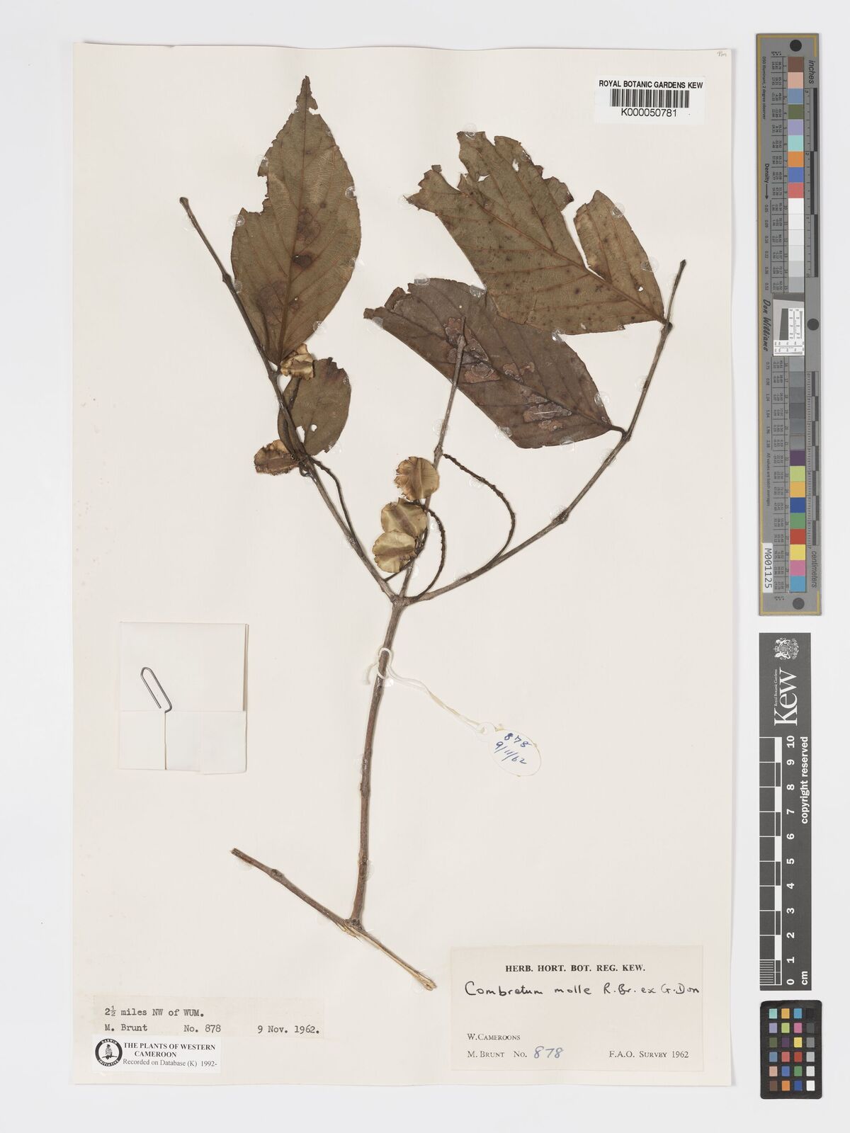 Combretum molle R.Br. ex G.Don | Plants of the World Online | Kew Science