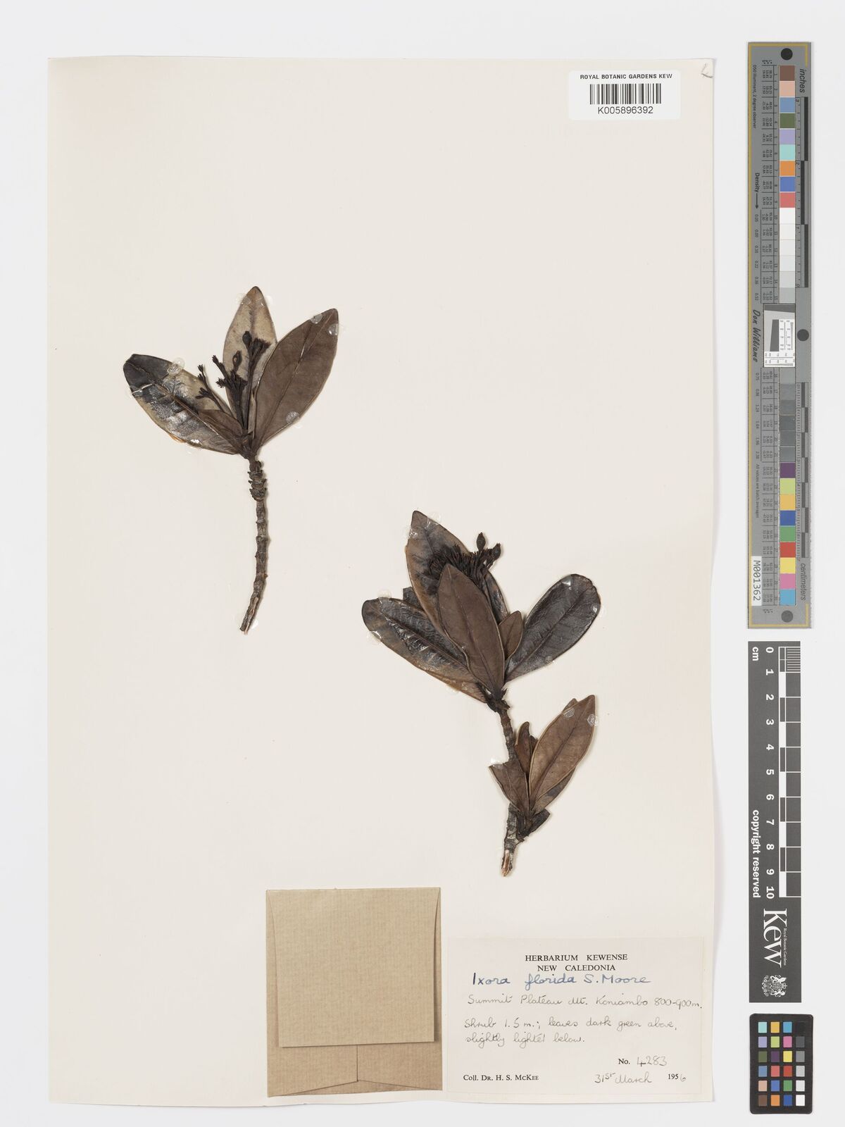 Ixora florida S.Moore | Plants of the World Online | Kew Science