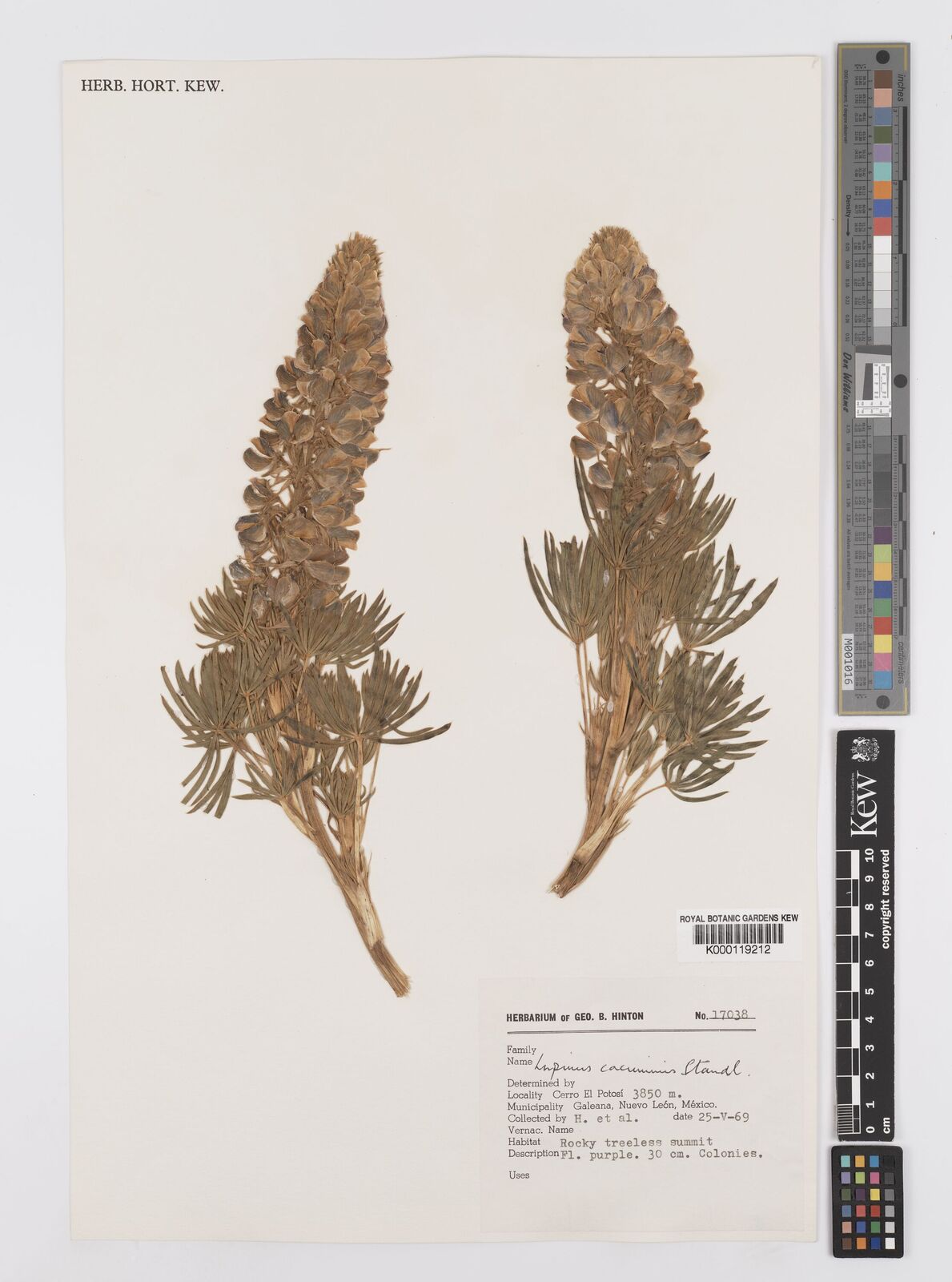 Lupinus cacuminis Standl. | Plants of the World Online | Kew Science