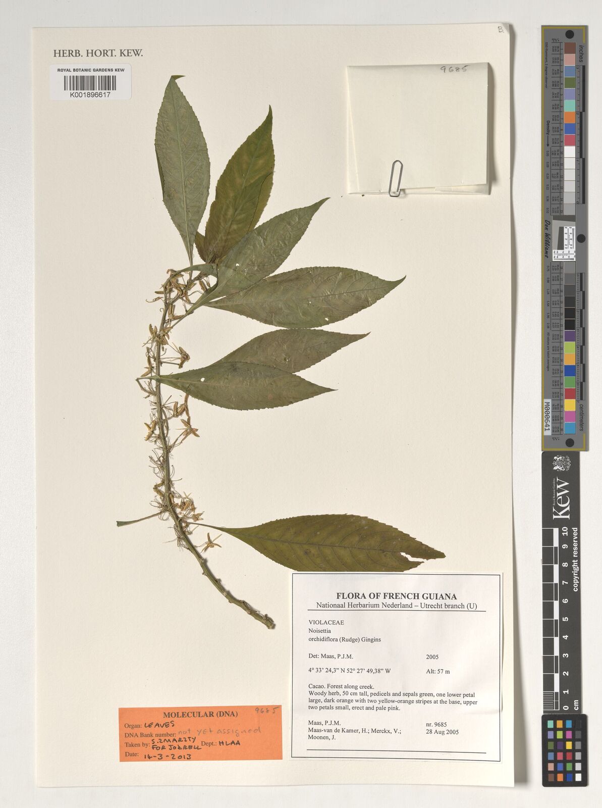 Noisettia orchidiflora (Rudge) Ging. | Plants of the World Online | Kew ...