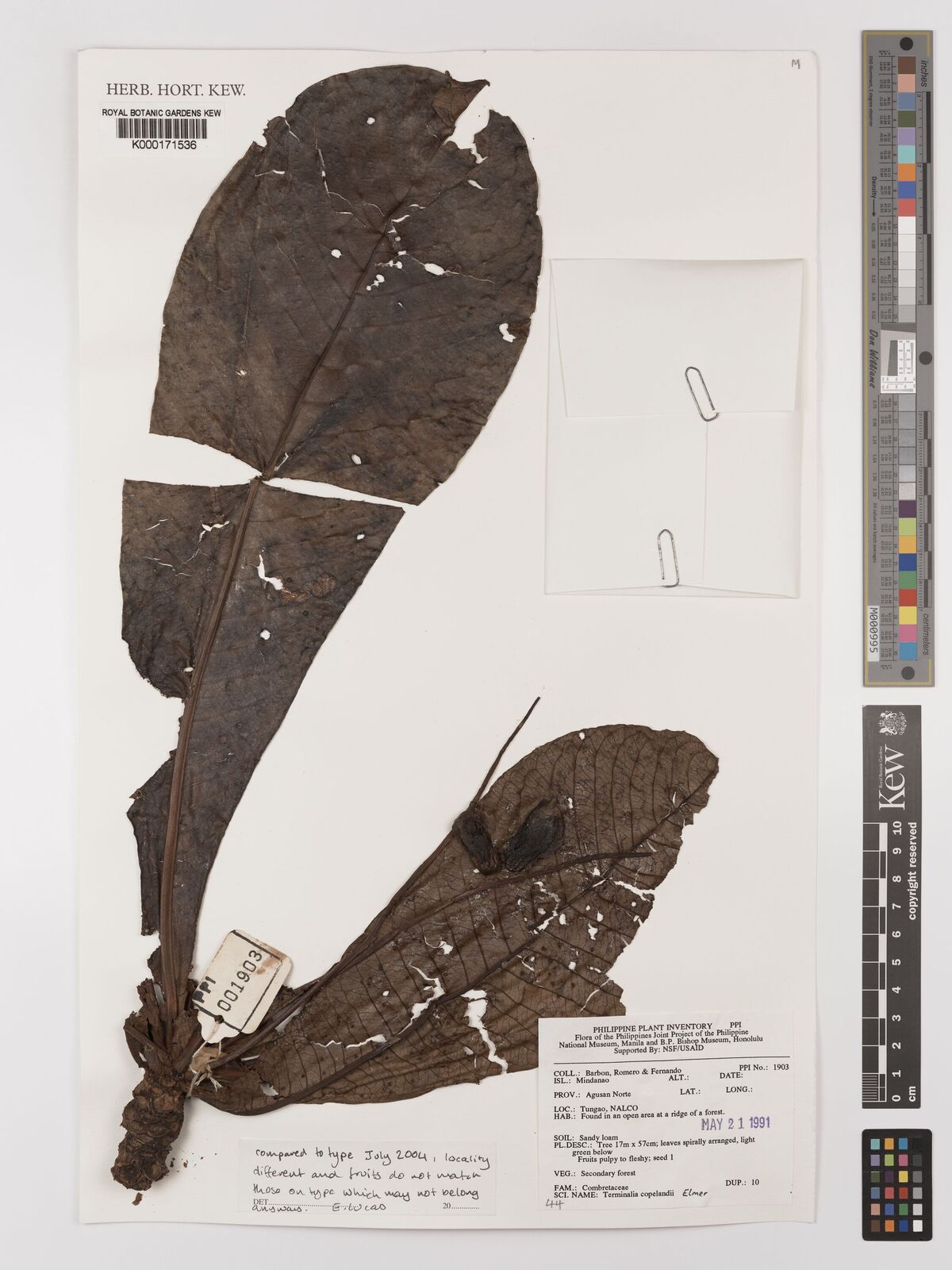 Terminalia procera Roxb. | Plants of the World Online | Kew Science