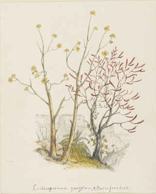 Cochlospermum religiosum (L.) Alston | Plants of the World Online | Kew ...