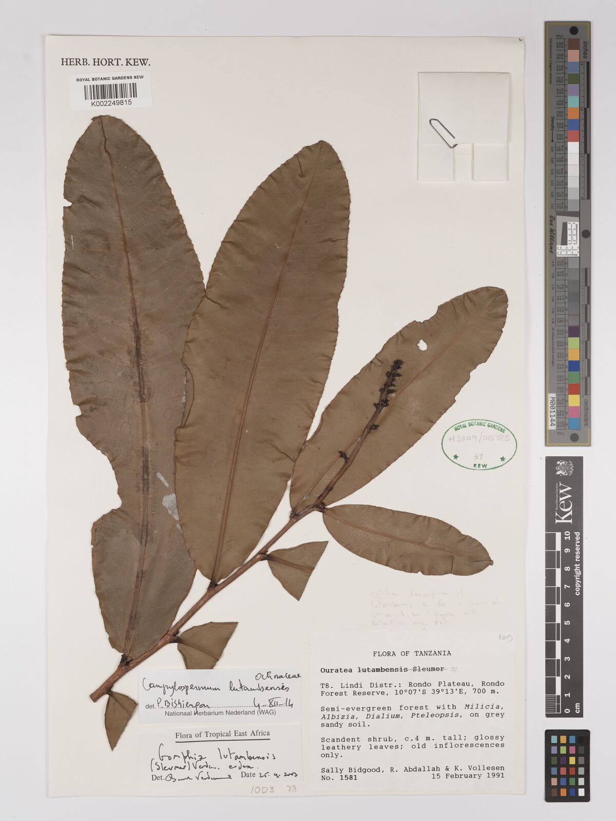 Campylospermum Tiegh. | Plants of the World Online | Kew Science