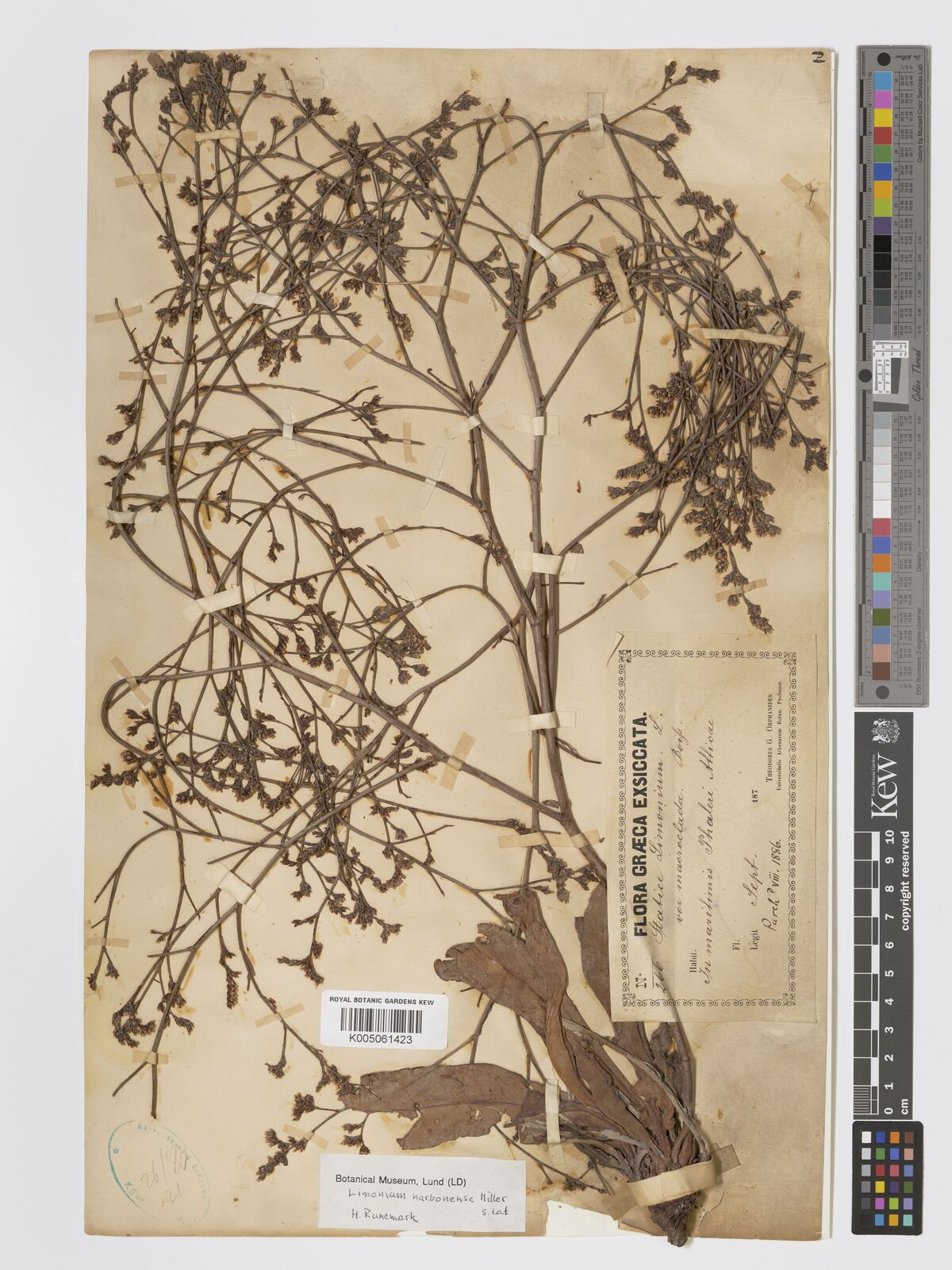 Limonium vulgare Mill. | Plants of the World Online | Kew Science