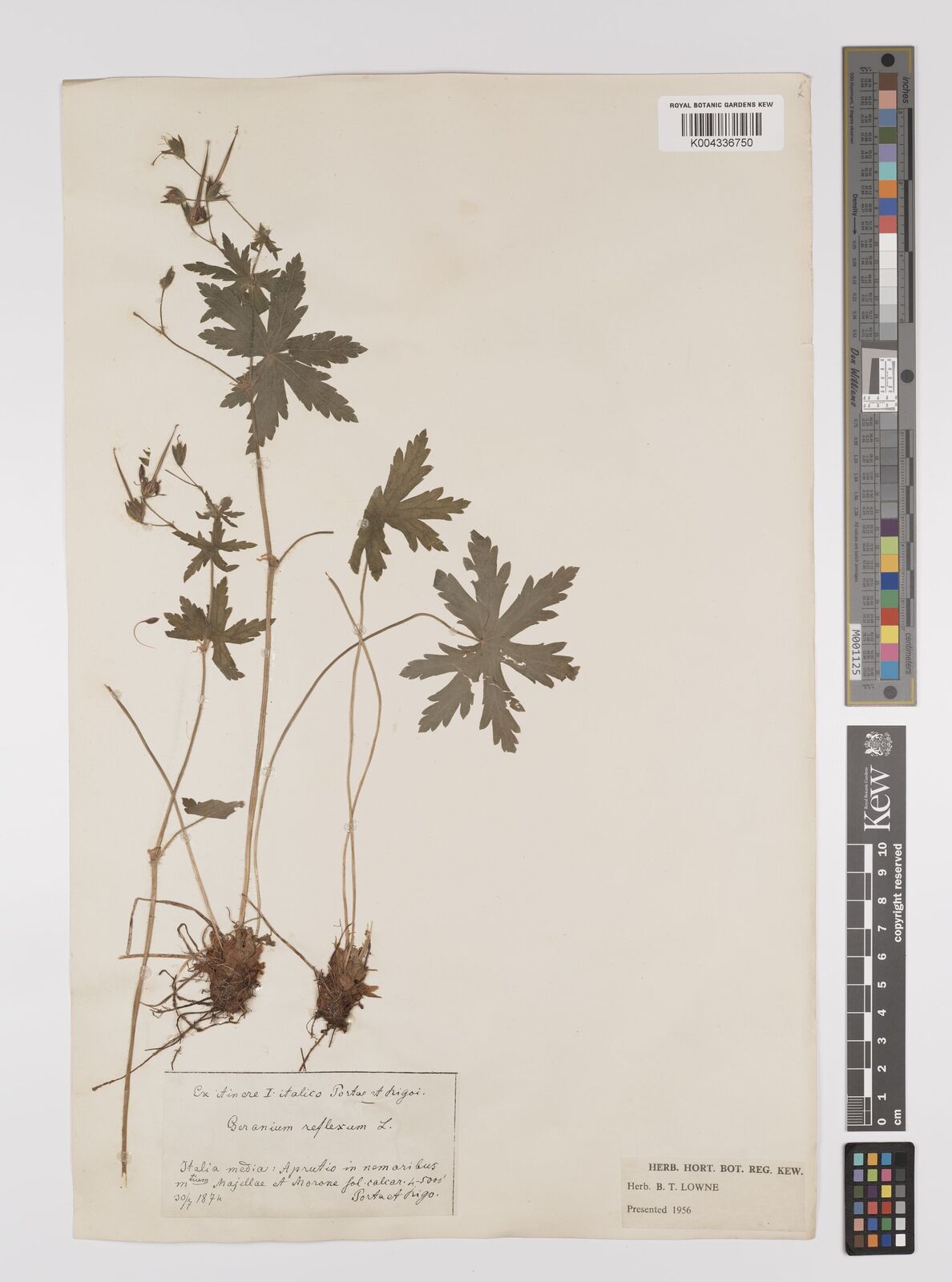 Geranium reflexum L. | Plants of the World Online | Kew Science