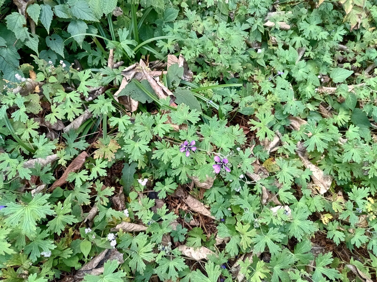 Geranium procurrens Yeo | Plants of the World Online | Kew Science