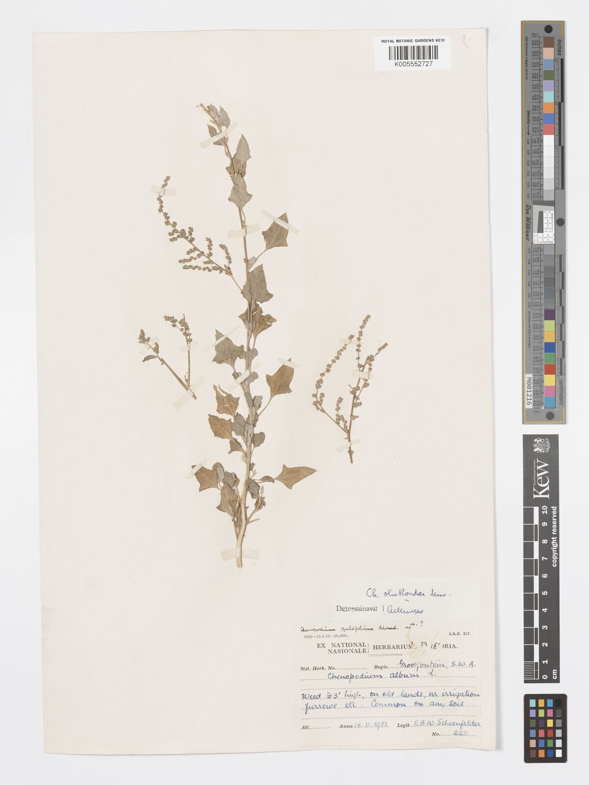 Chenopodium olukondae (Murr) Murr | Plants of the World Online | Kew ...