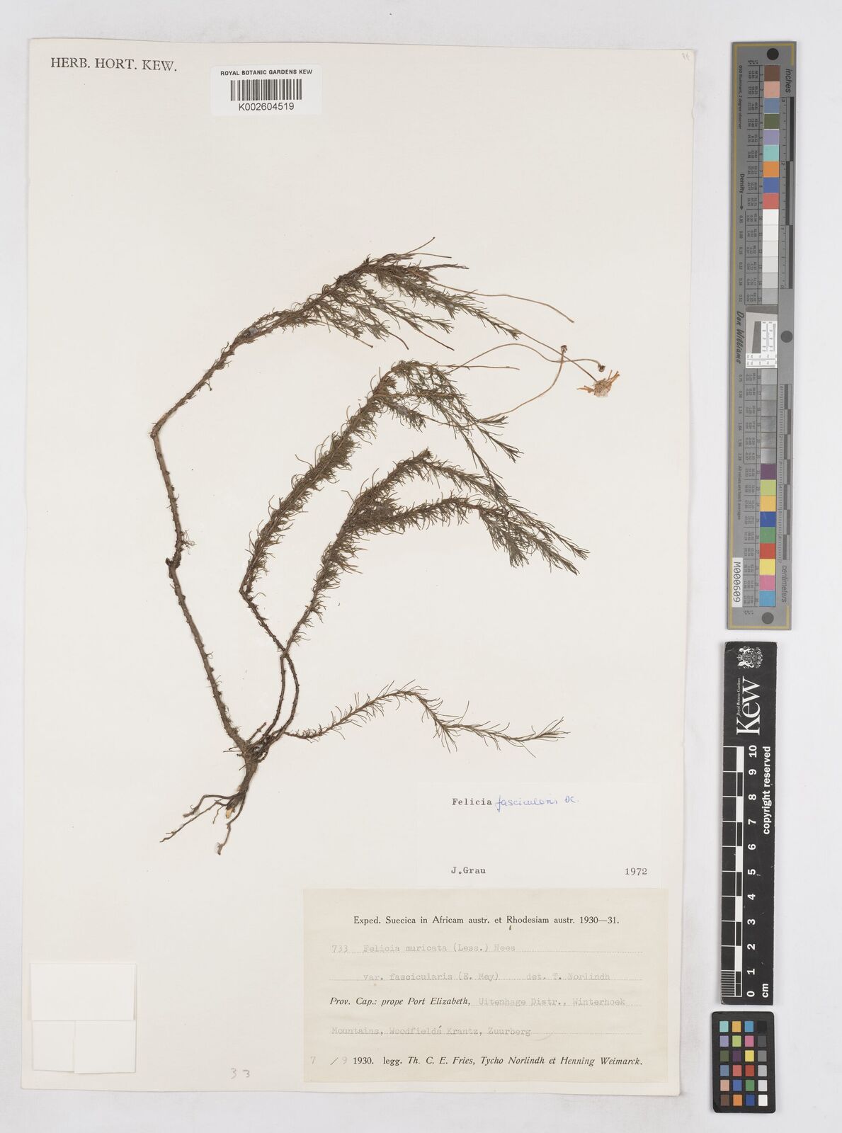 Felicia fascicularis DC. | Plants of the World Online | Kew Science