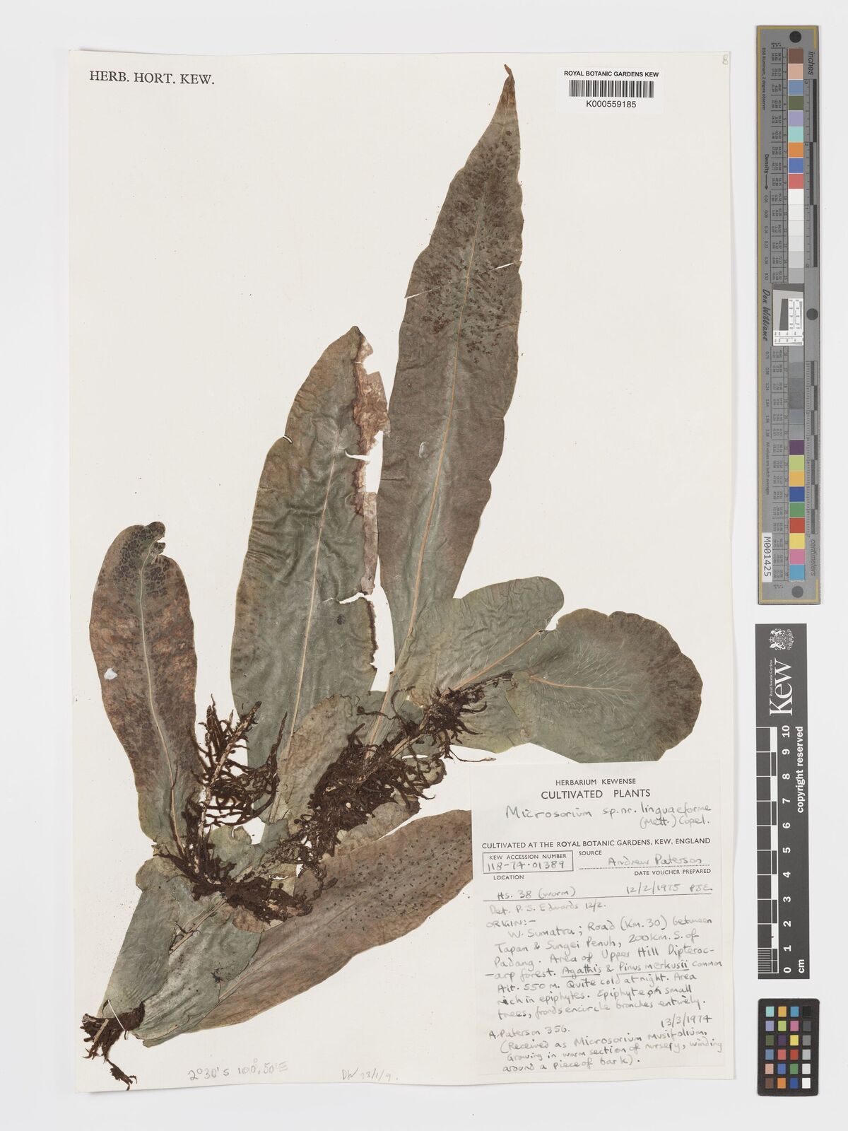 Lecanopteris linguiformis (Mett.) Perrie & Brownsey | Plants of the ...