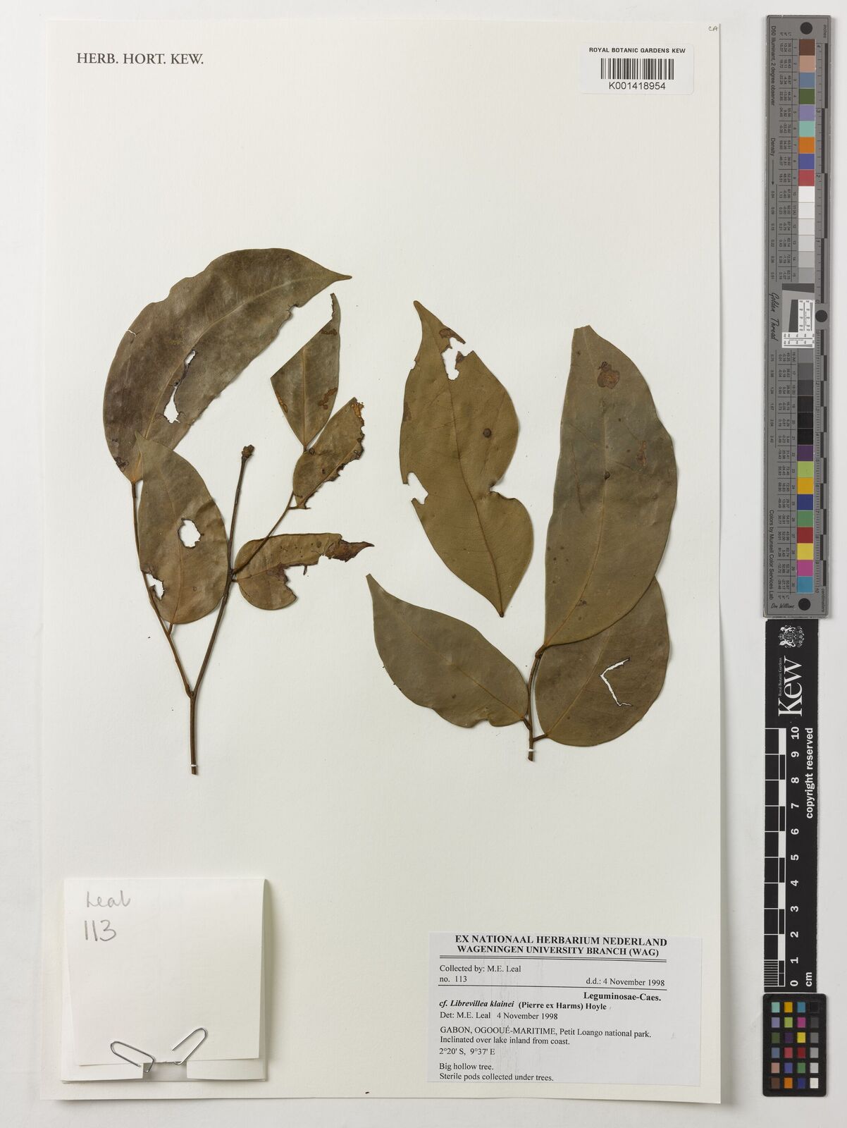 Prioria oxyphylla (Harms) Breteler | Plants of the World Online | Kew ...