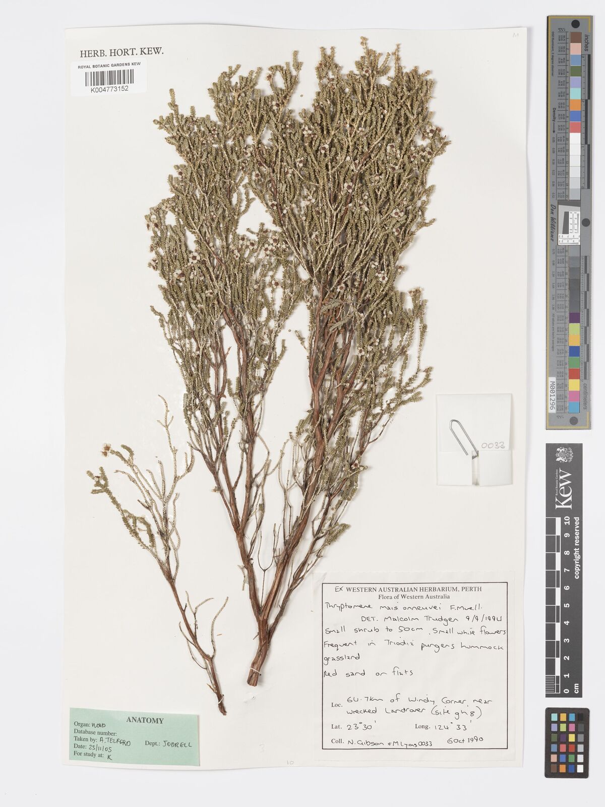 Aluta Rye & Trudgen | Plants of the World Online | Kew Science