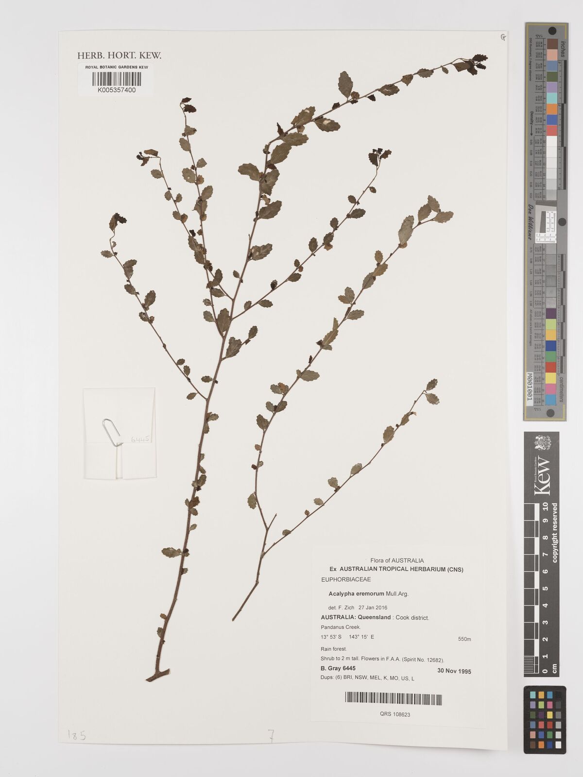 Acalypha eremorum Müll.Arg. | Plants of the World Online | Kew Science