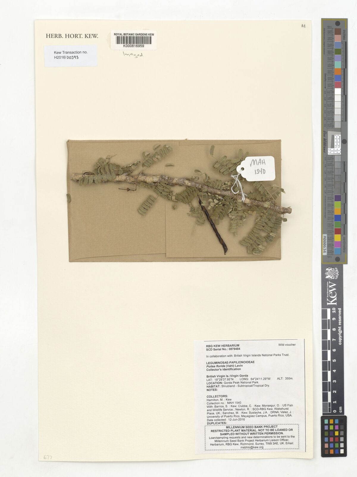 Poitea florida (Vahl) Lavin | Plants of the World Online | Kew Science