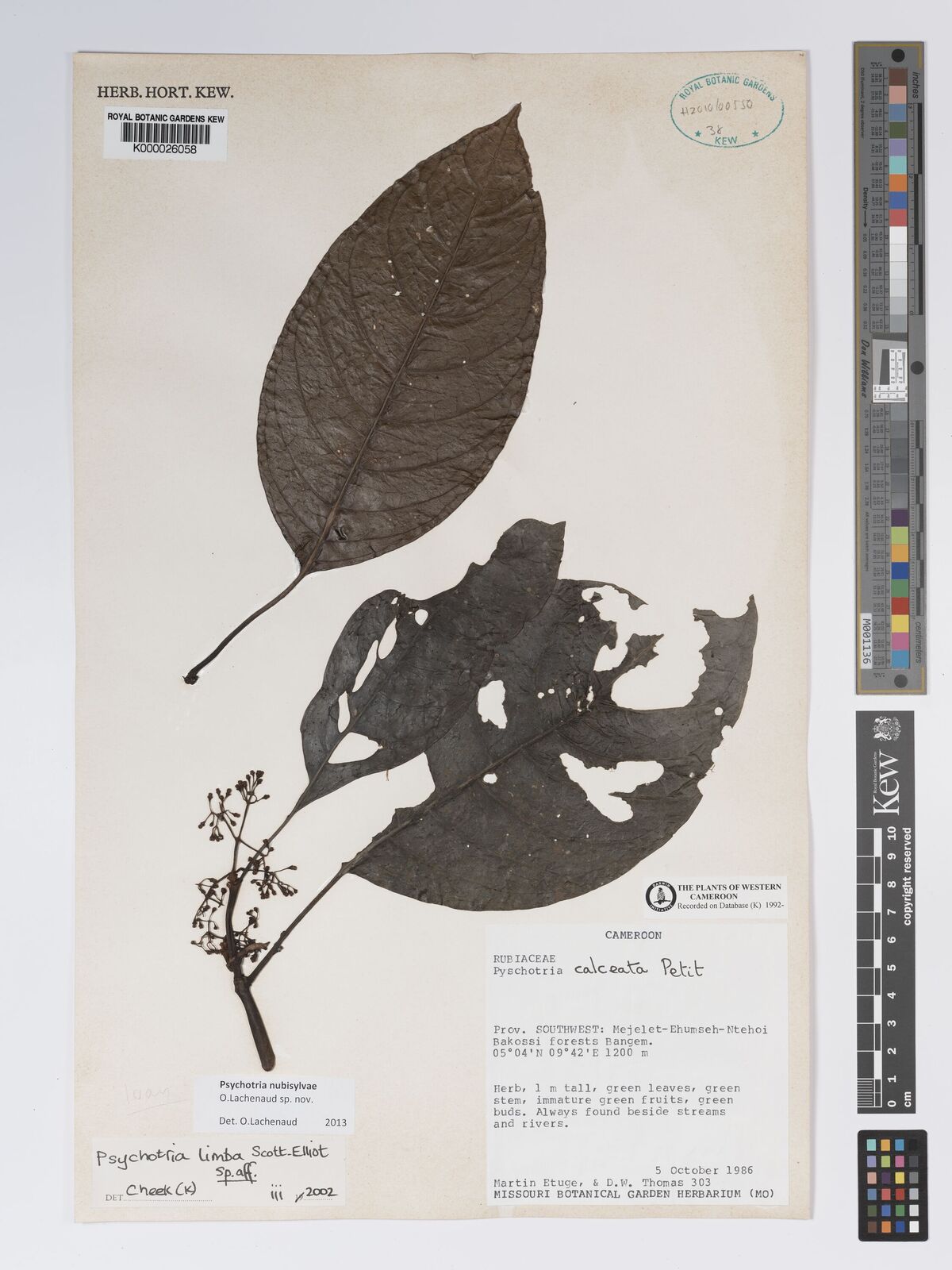 Psychotria limba Scott Elliot | Plants of the World Online | Kew Science