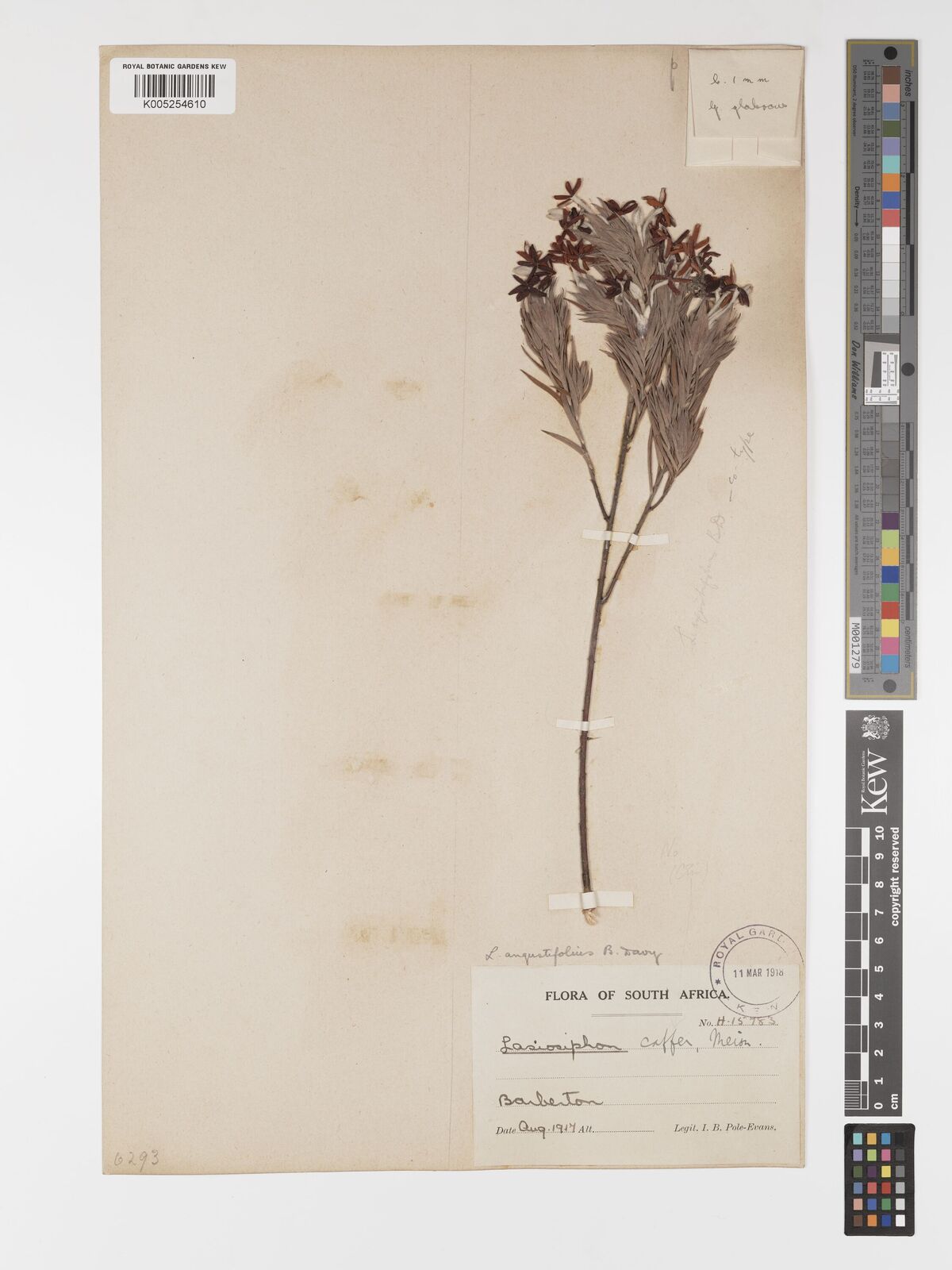 Lasiosiphon angustifolius (C.H.Wright) Burtt Davy | Plants of the World ...