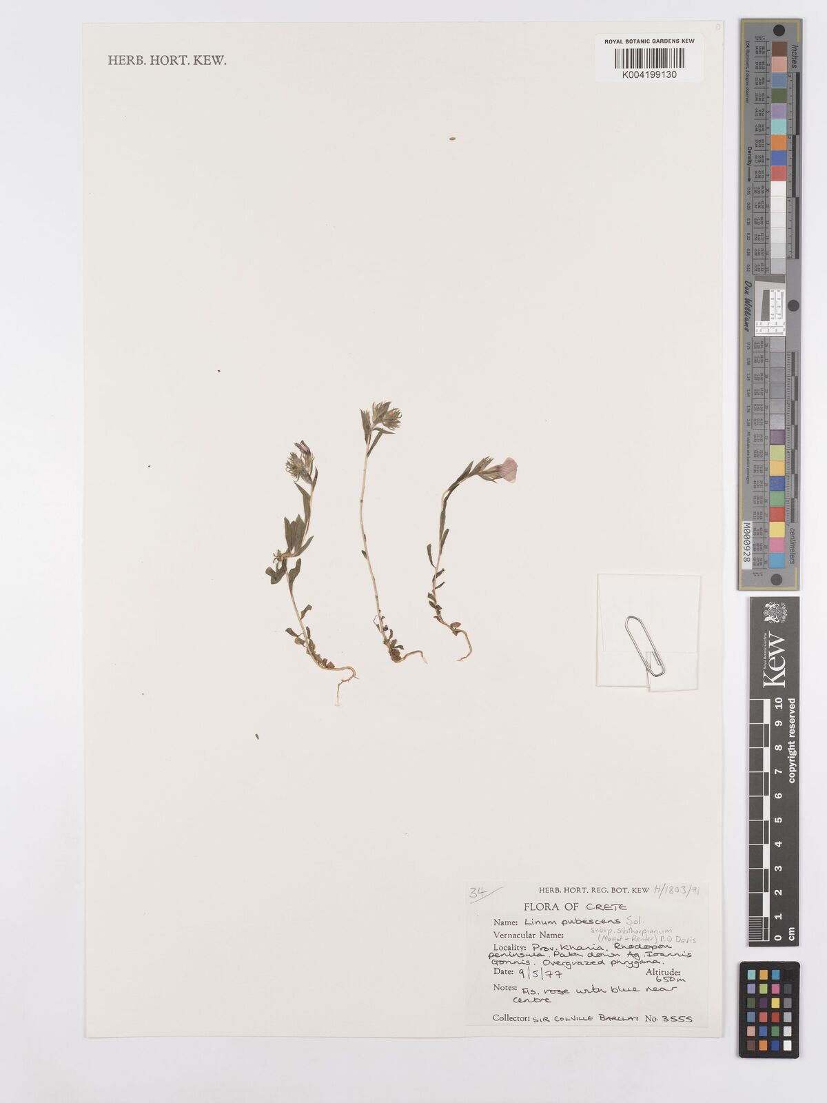 Linum pubescens subsp. sibthorpianum (Margot & Reut.) P.H.Davis ...