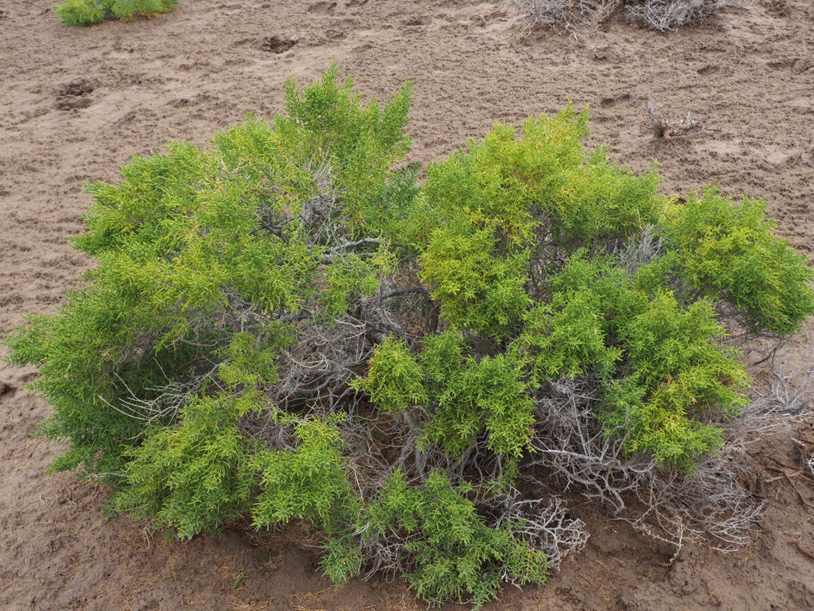 Kalidium gracile Fenzl | Plants of the World Online | Kew Science