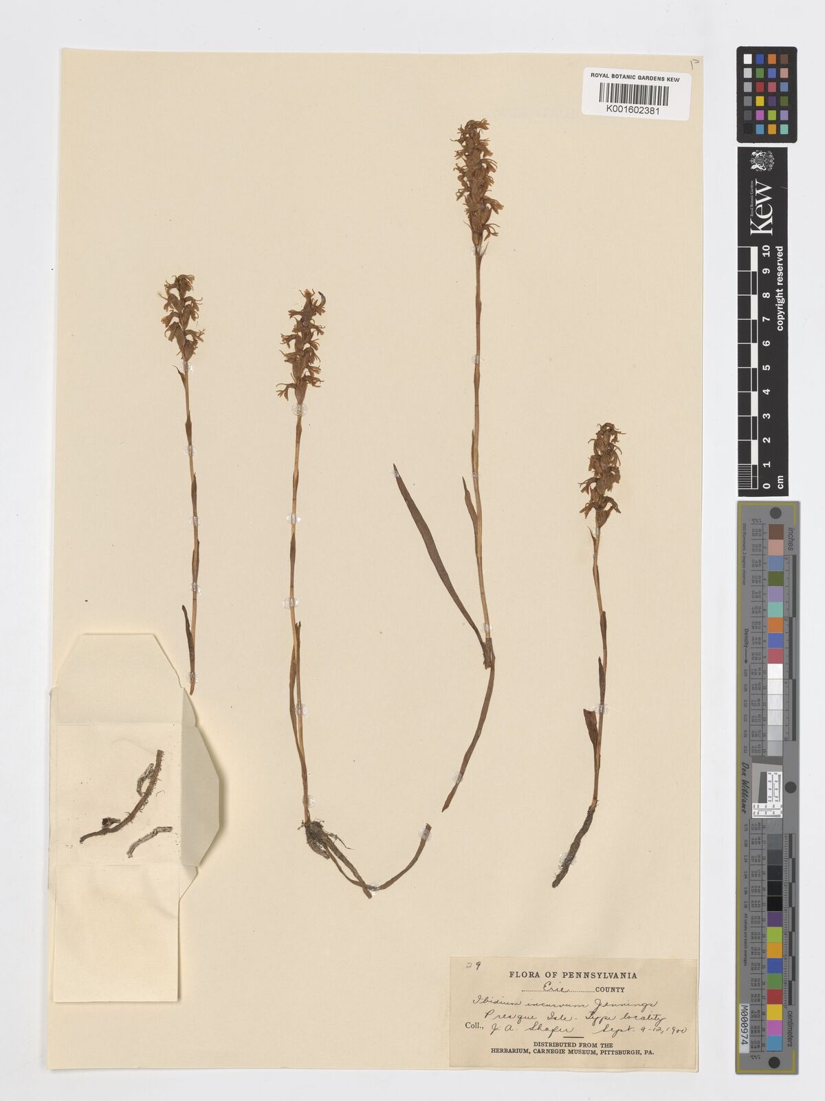 Spiranthes incurva (Jenn.) M.C.Pace | Plants of the World Online | Kew ...