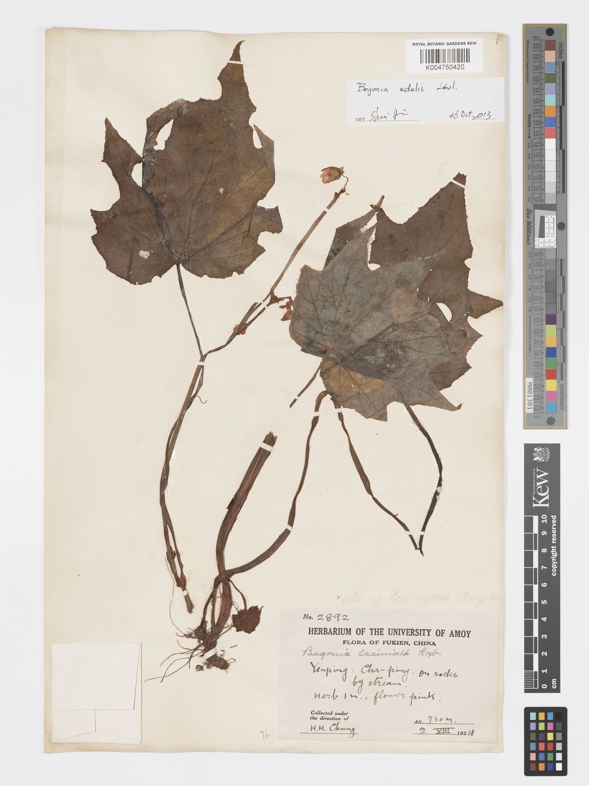 Begonia edulis H.Lév. | Plants of the World Online | Kew Science