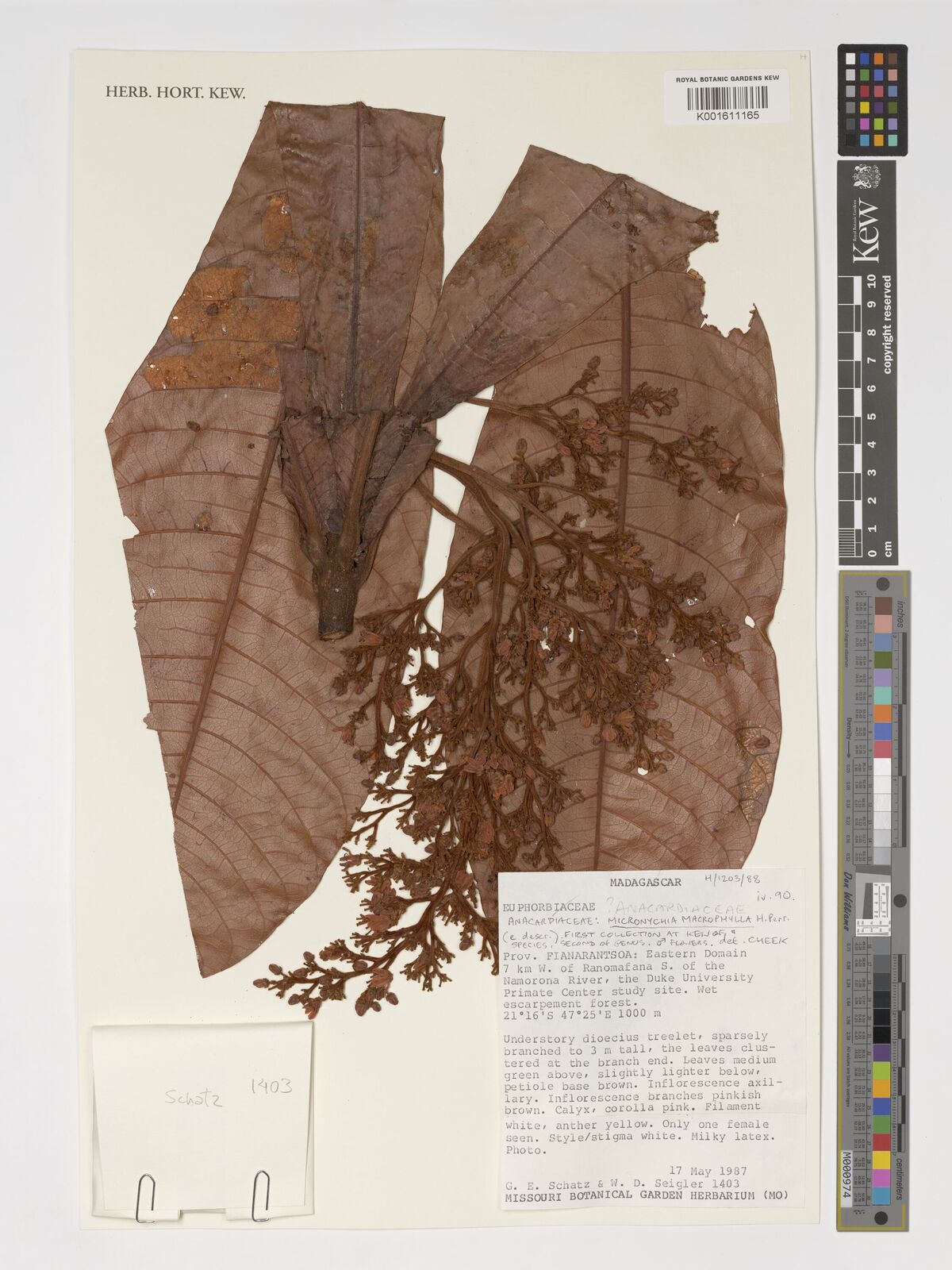 Micronychia macrophylla H.Perrier | Plants of the World Online | Kew ...