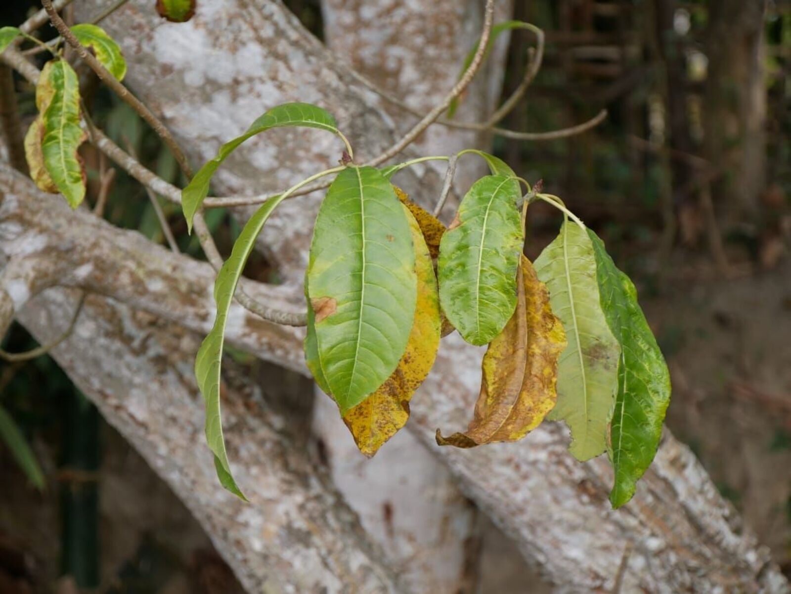 Falconeria insignis Royle | Plants of the World Online | Kew Science