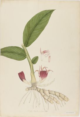 Zingiber rubens Roxb. | Plants of the World Online | Kew Science